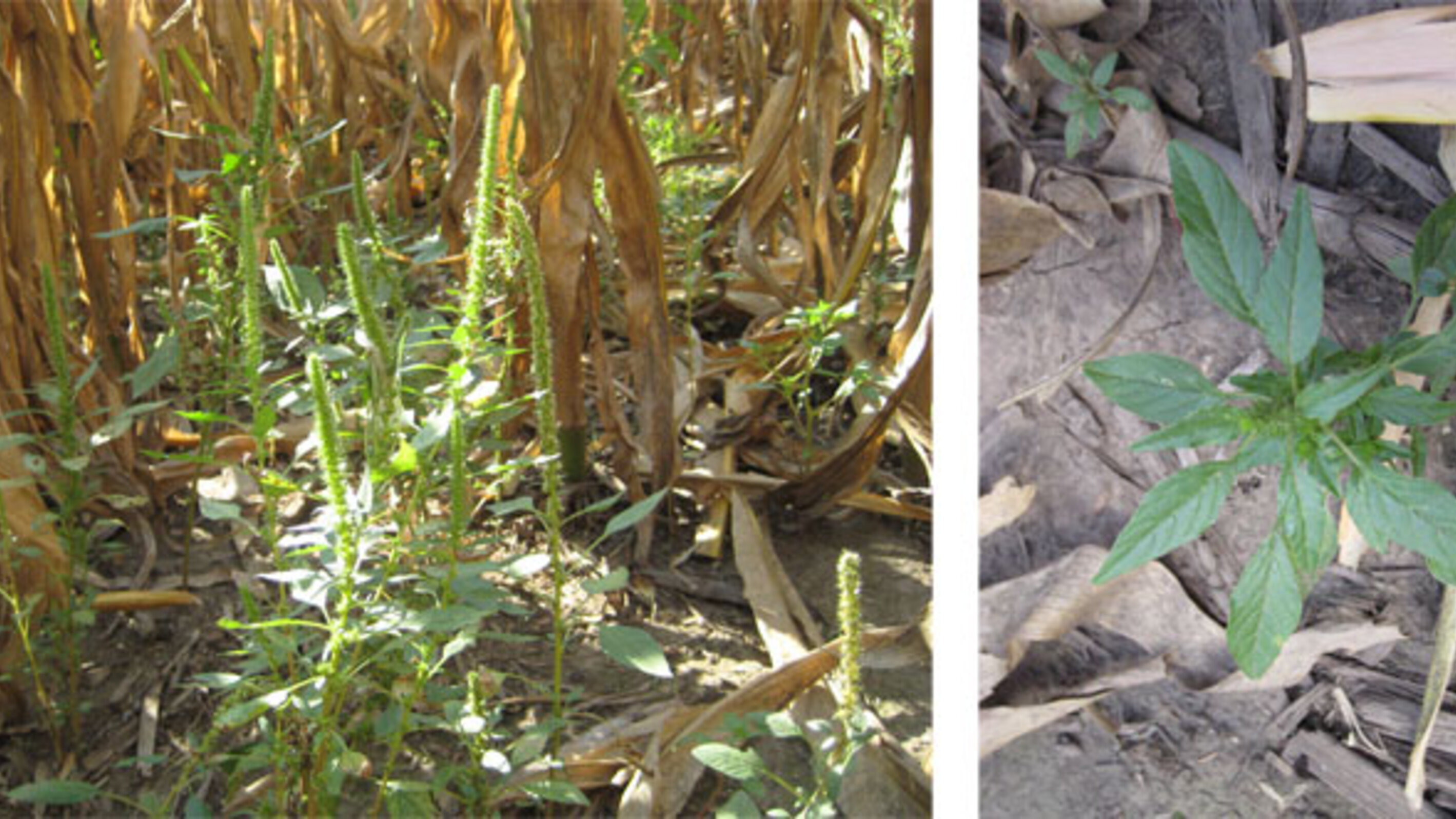 Managing Herbicide-Resistant Palmer Amaranth Field Day | CropWatch | Nebraska