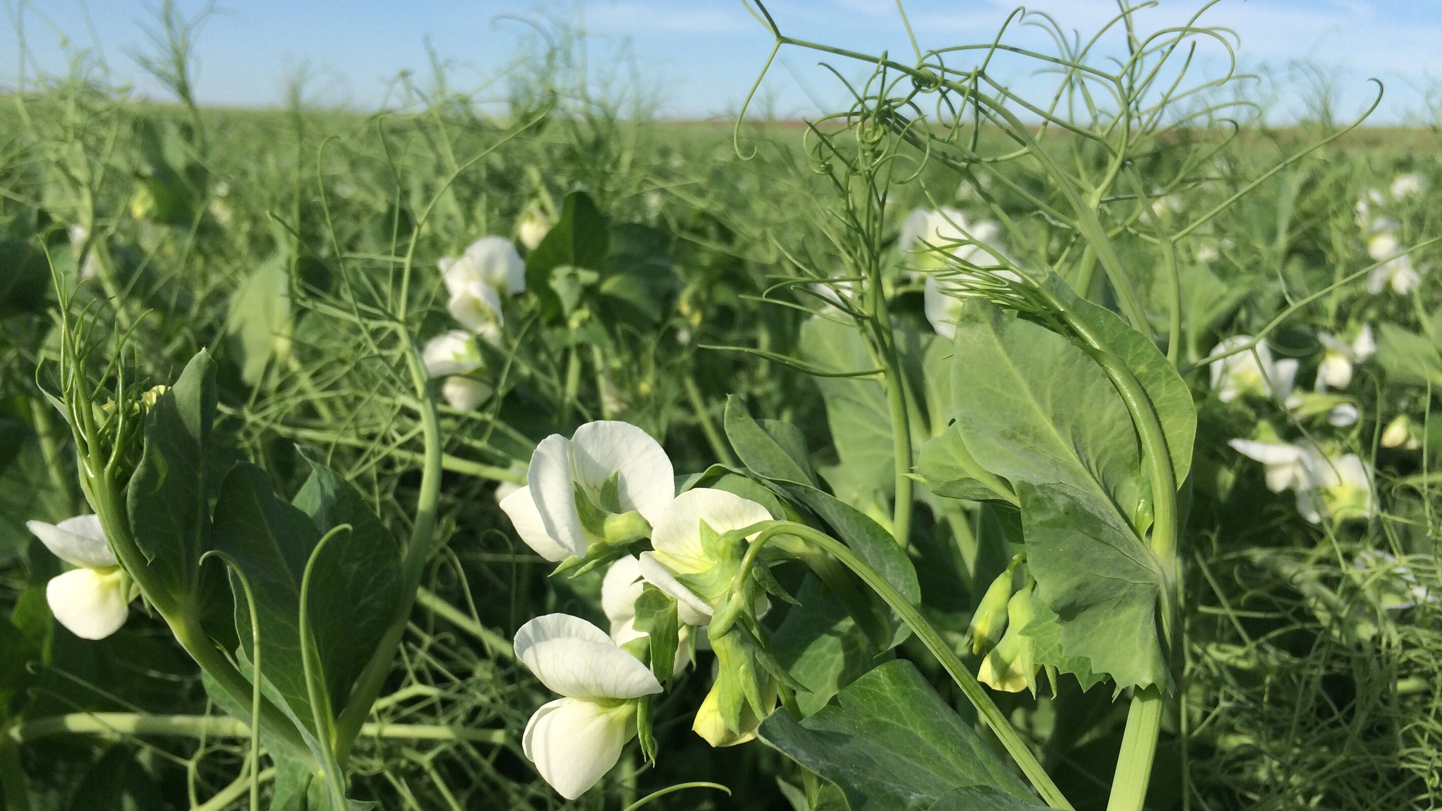 Field Pea Seeding Rates, Seeding Depth, and Inoculant | CropWatch ...