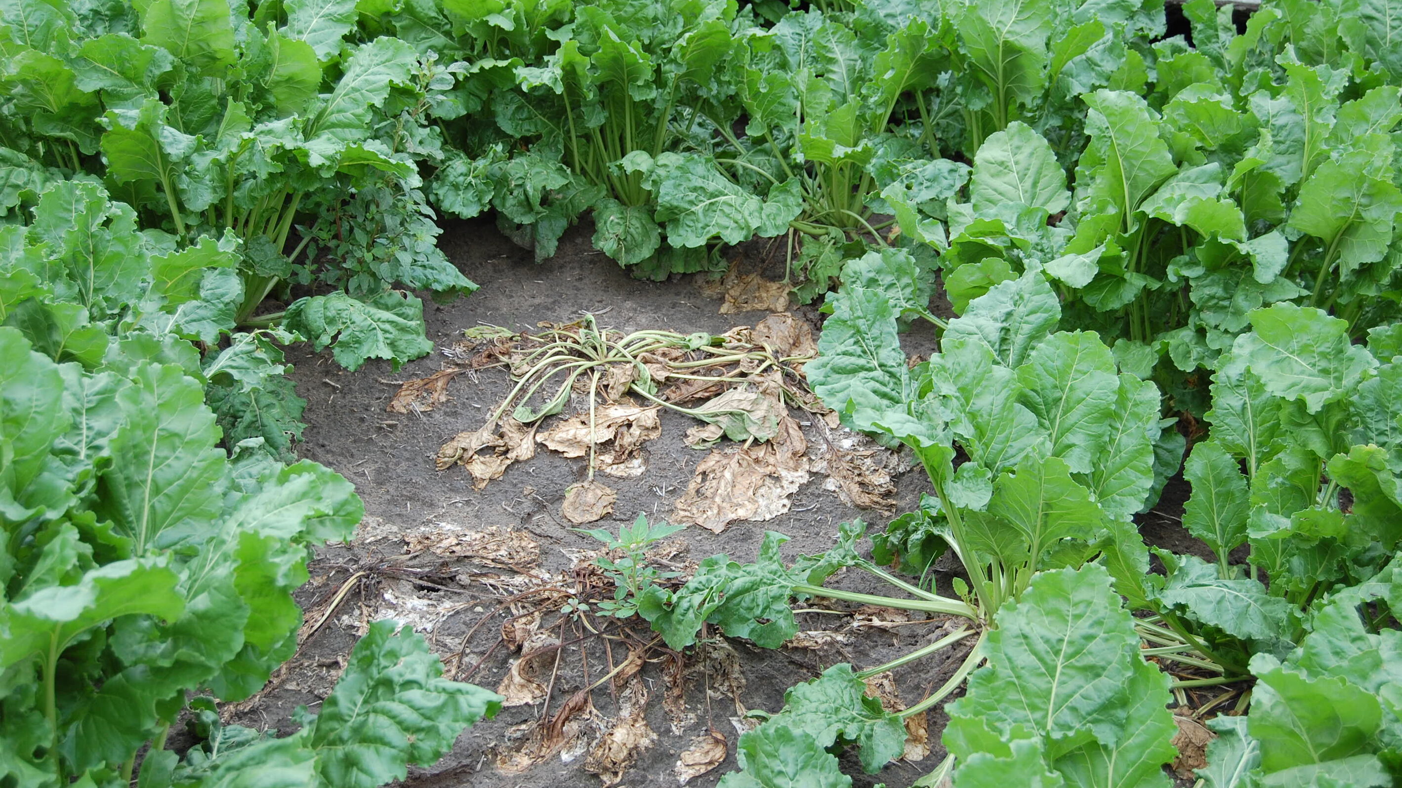 Exploring the Rhizoctonia Pathogens of Sugarbeet | CropWatch | Nebraska