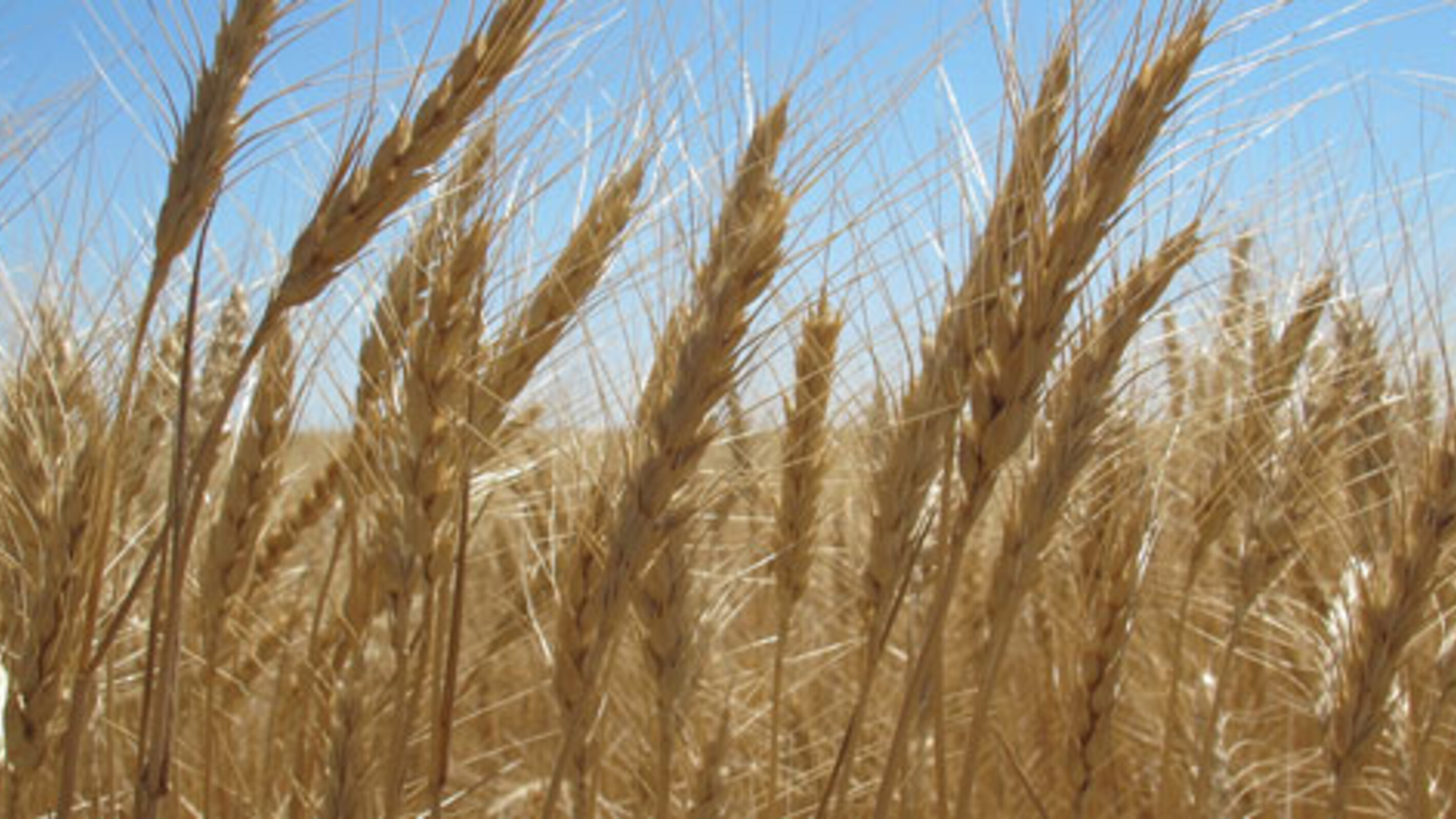 2017 Winter Wheat Crop Down 27% from 2016 | CropWatch | Nebraska