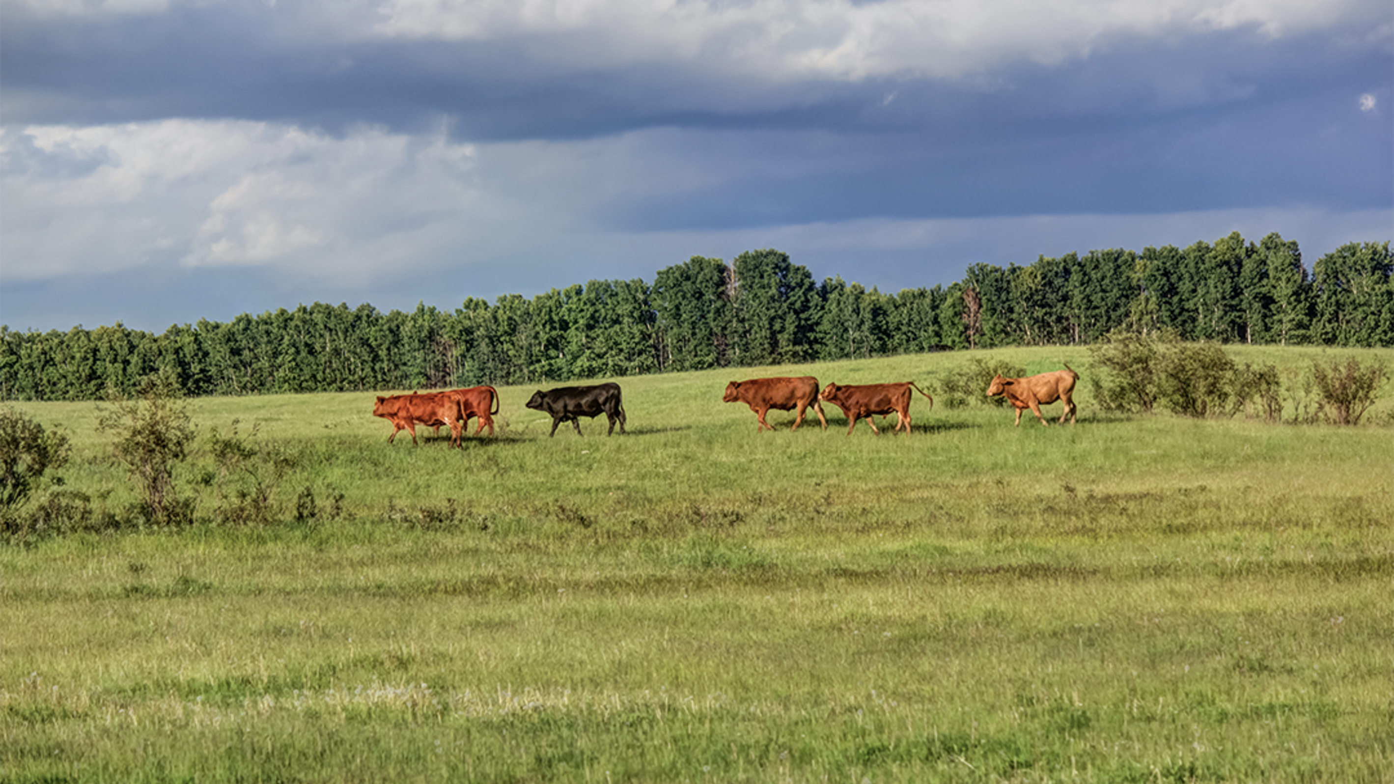 Pasture and Forage Minute: Hay Harvest, Weather Impacts on Forage ...