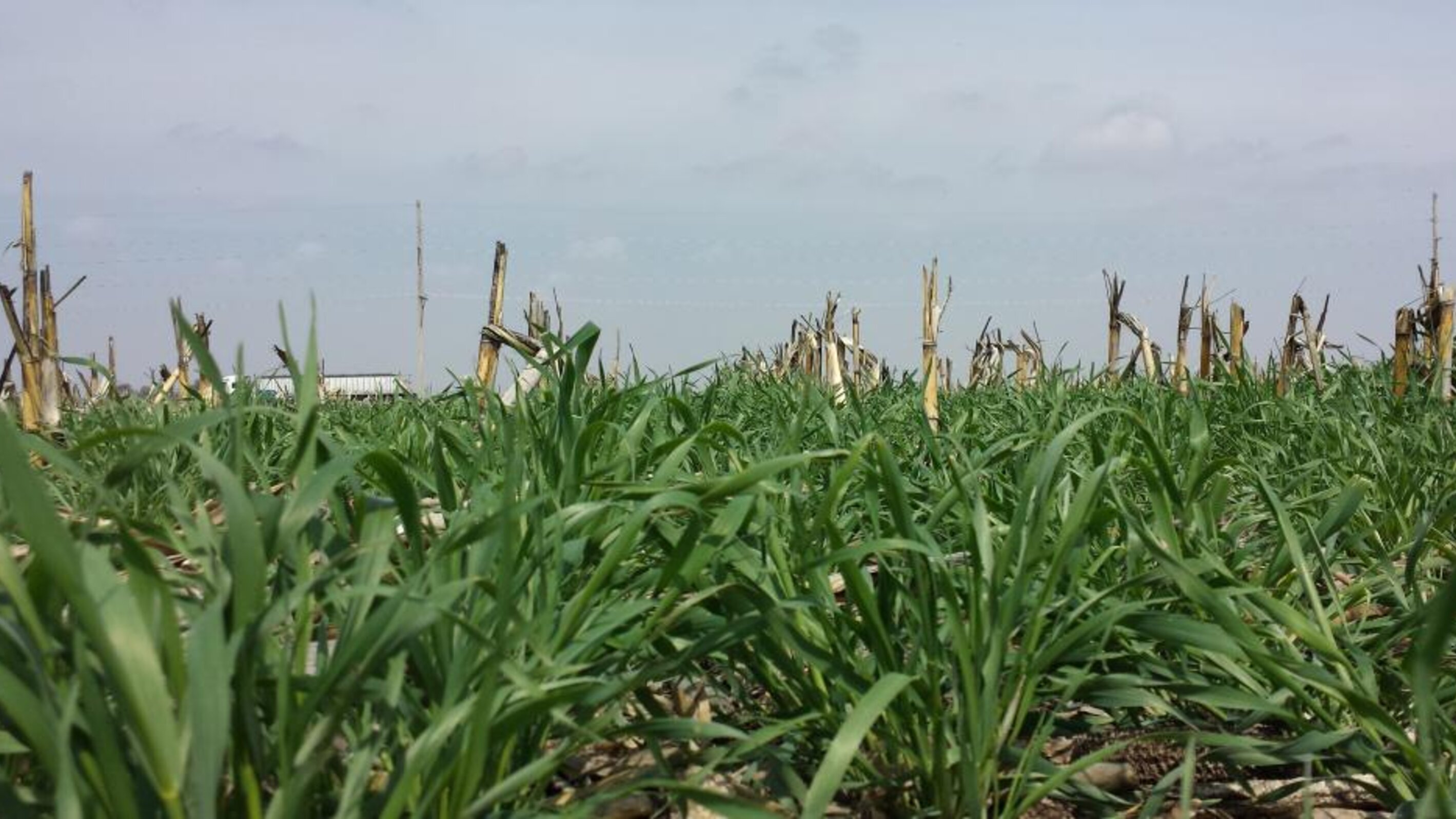 Cover Crop Biomass Calculator Available for Nebraska | CropWatch | Nebraska