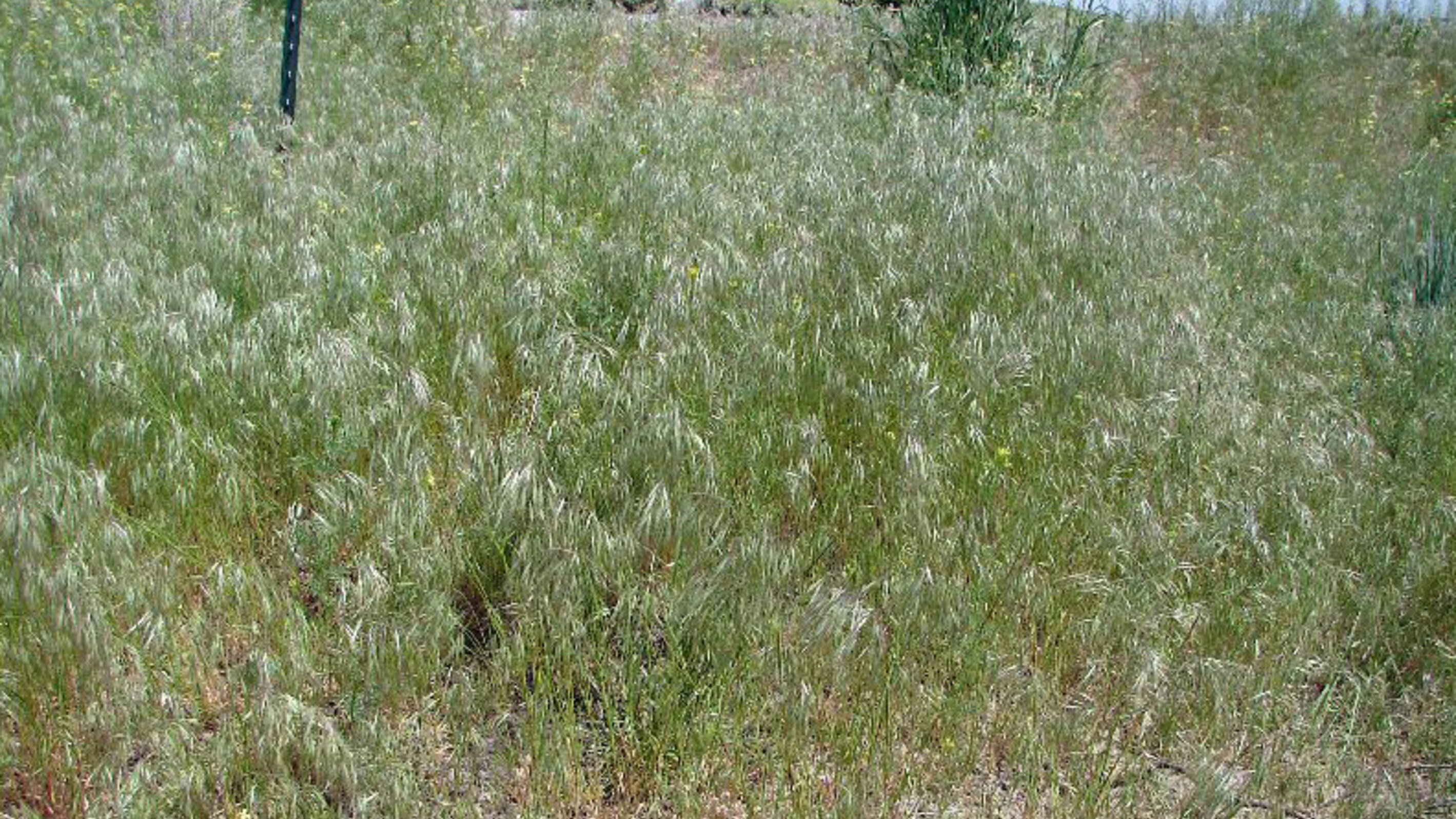 June 6 Field Tour on Cheatgrass Management Research | CropWatch | Nebraska