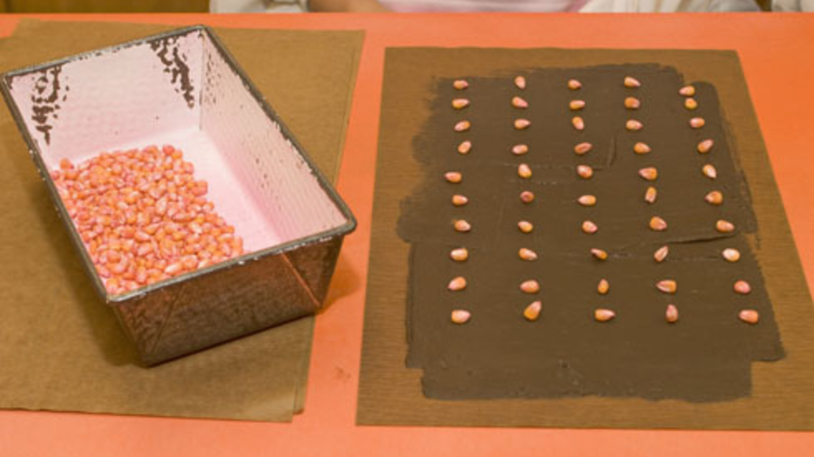 Cold Germination Test for Corn and Soybeans | CropWatch | Nebraska