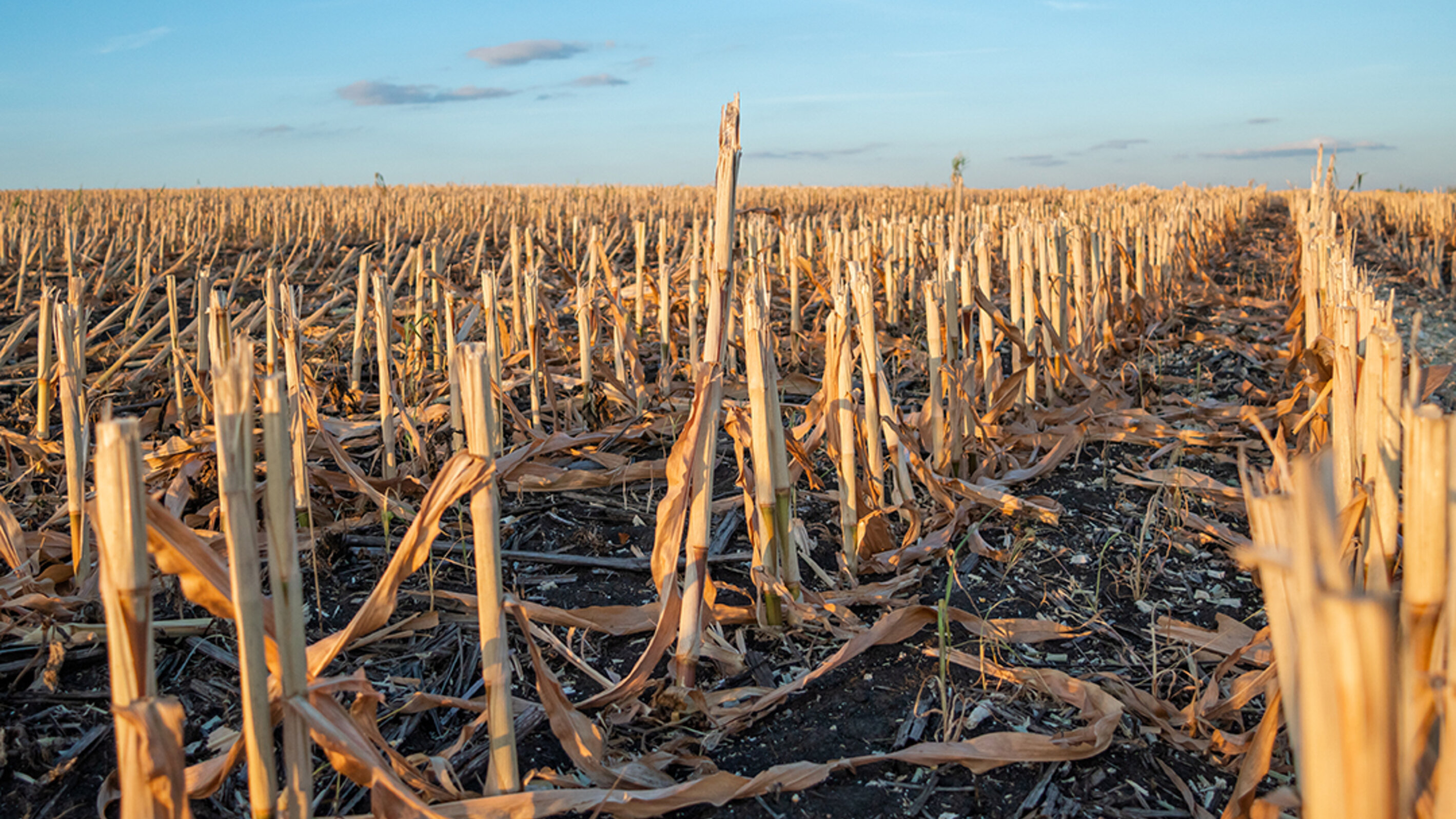 Pasture and Forage Minute: Considerations for Corn Silage Harvest and ...