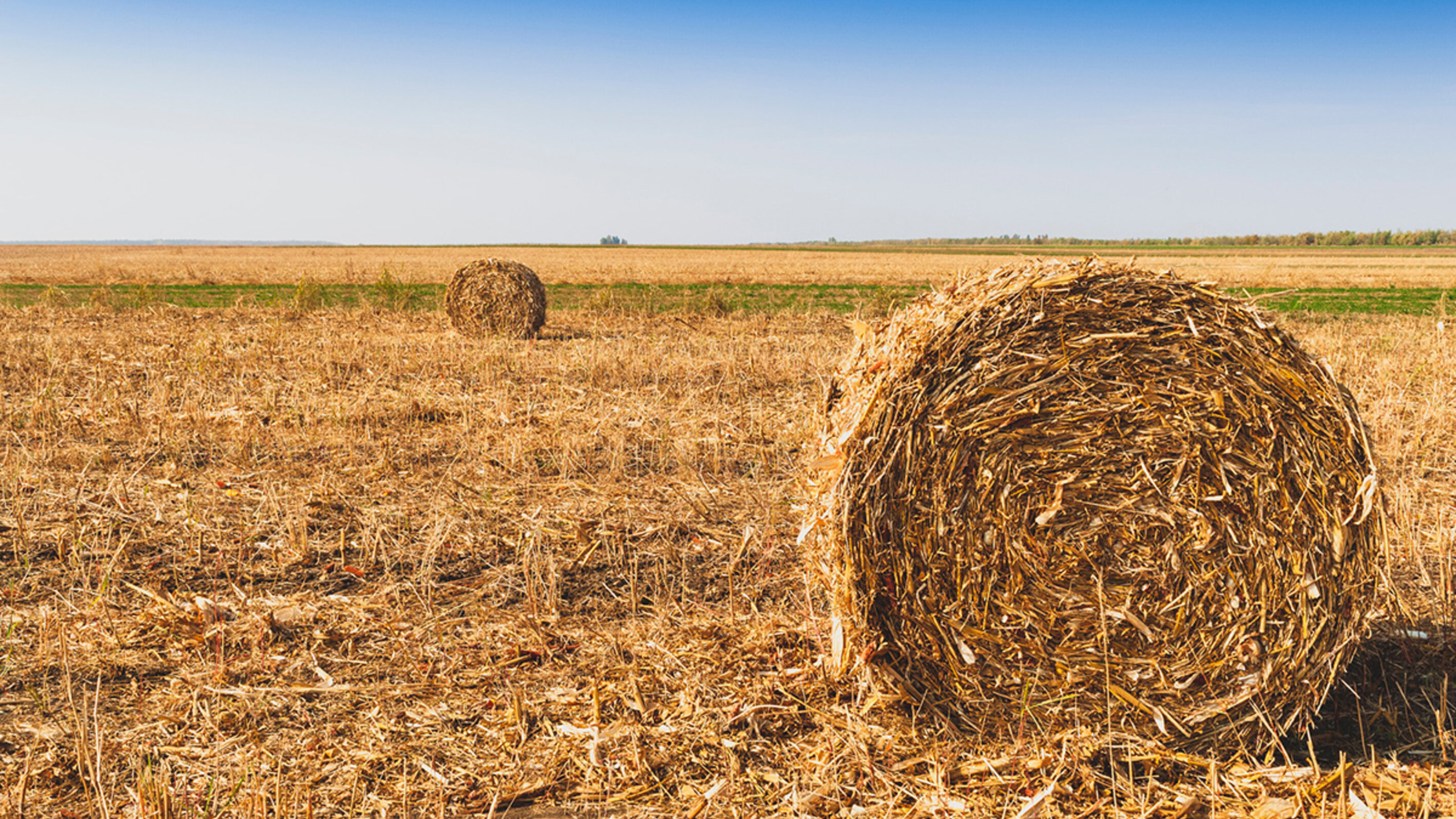Pasture and Forage Minute: Corn Residue Options, Grazing Standing Corn ...