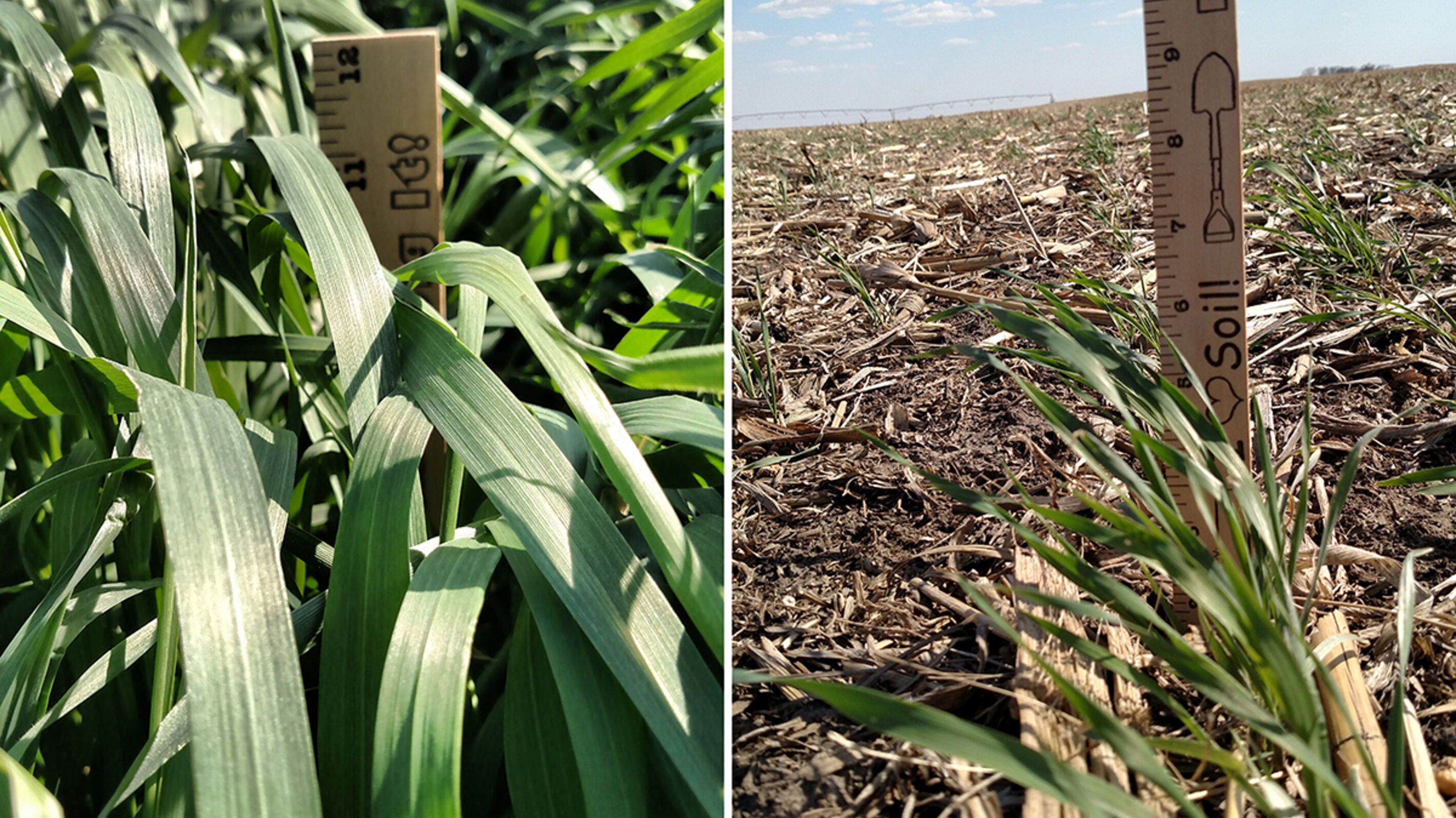 How Planting Date, Varieties Affect Spring Cover Crop Growth ...