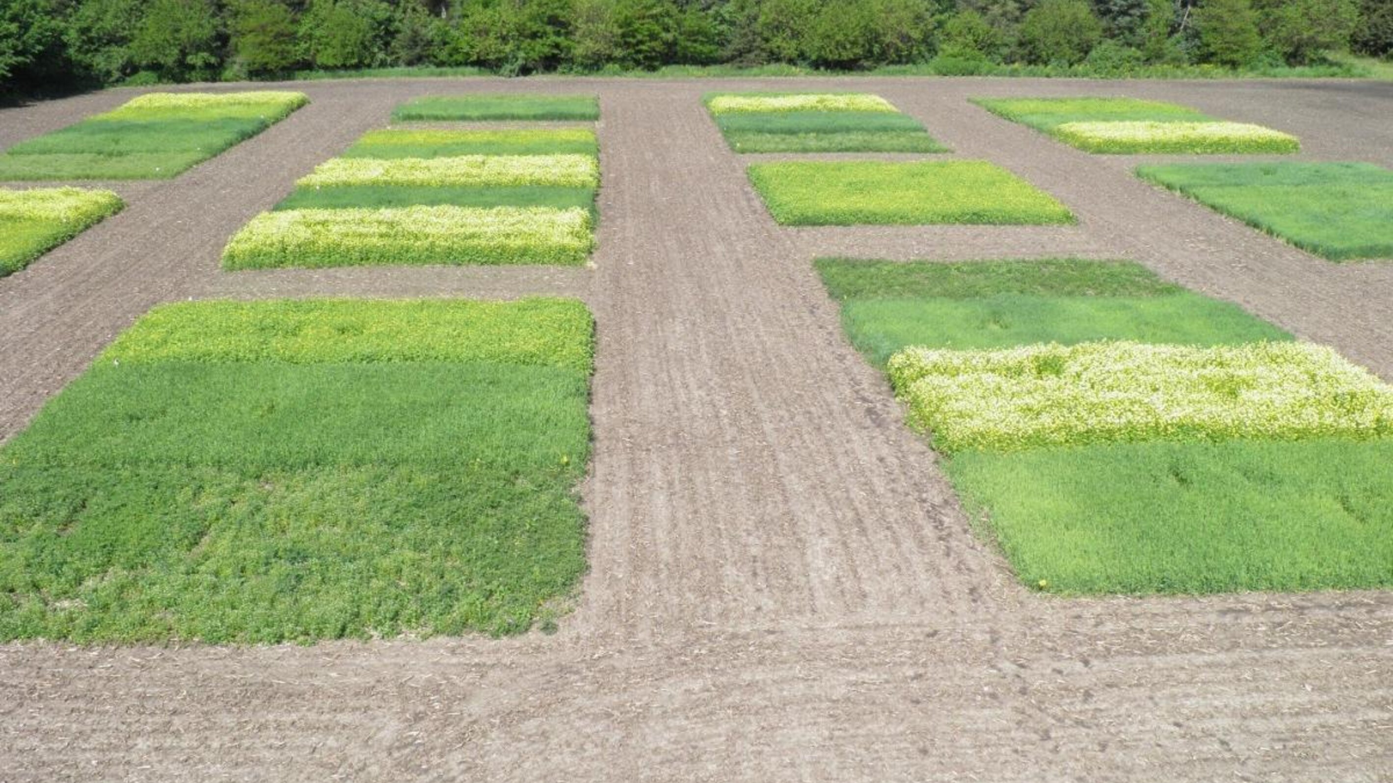 Spring-planted Cover Crops for Weed Control in Organic Soybean ...