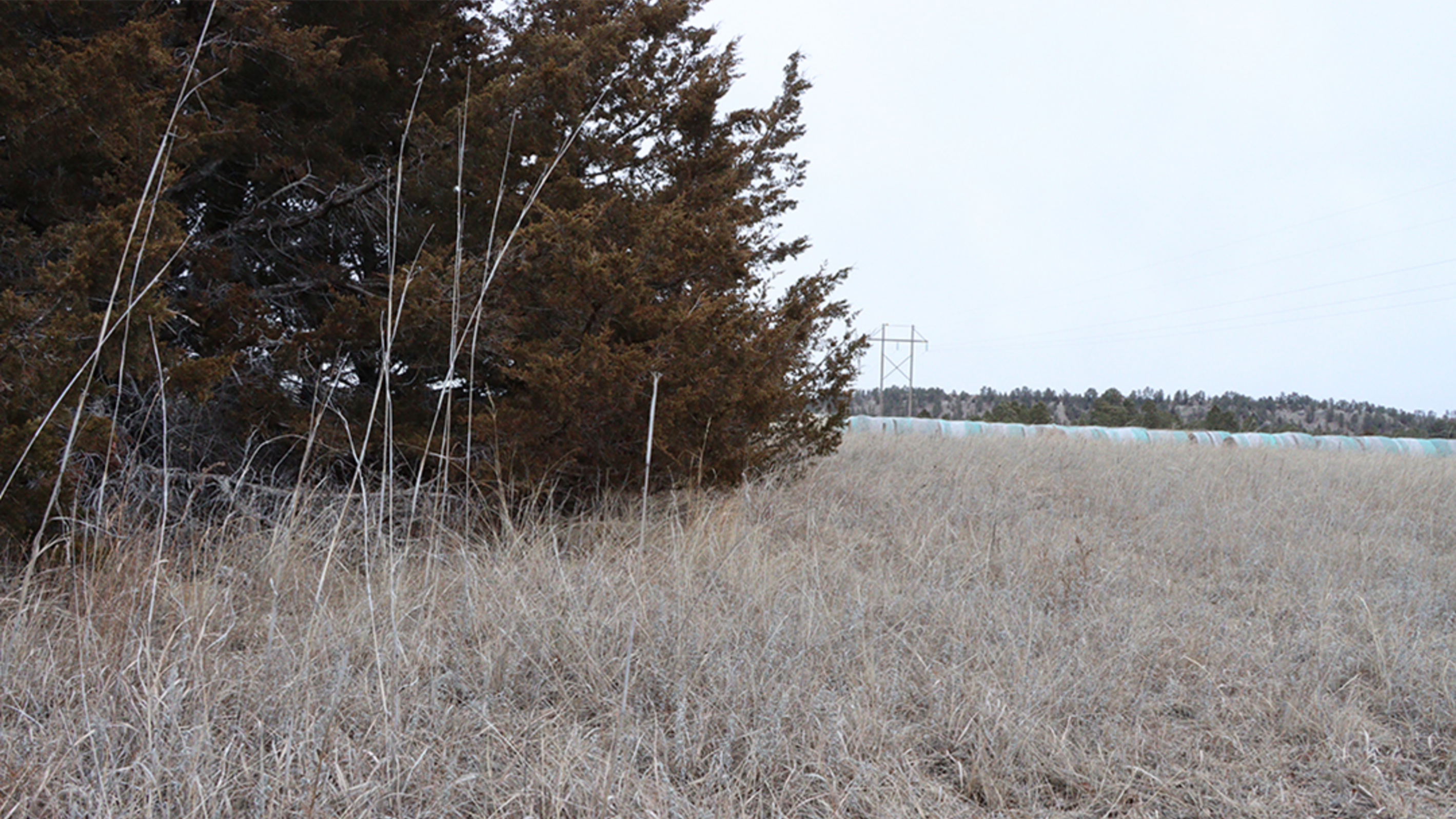 Pasture and Forage Minute: Planning for 2026, Winter Brush Control ...