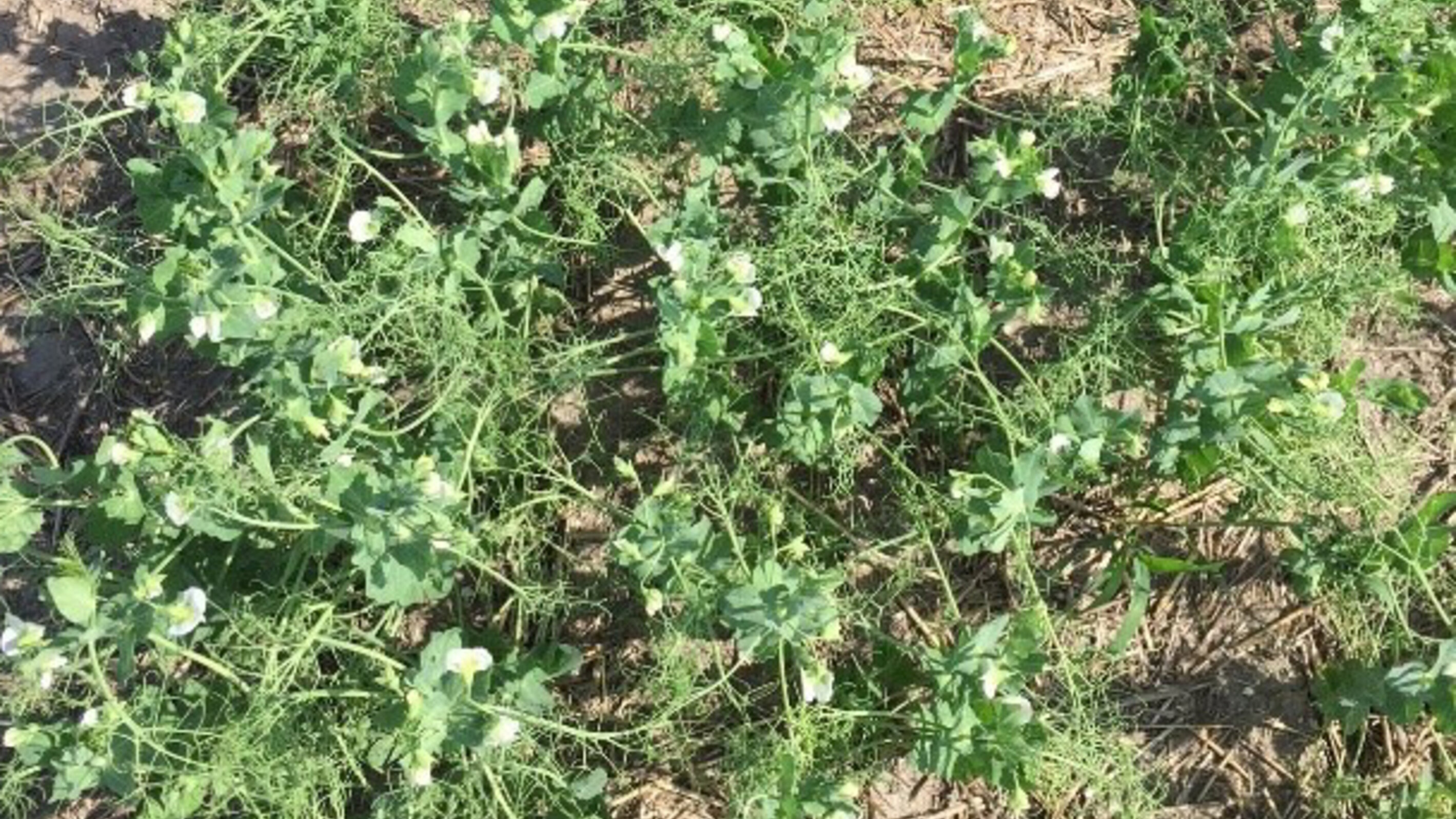 Adoption of Yellow Field Pea: Replacing Summer Fallow with Field Pea ...