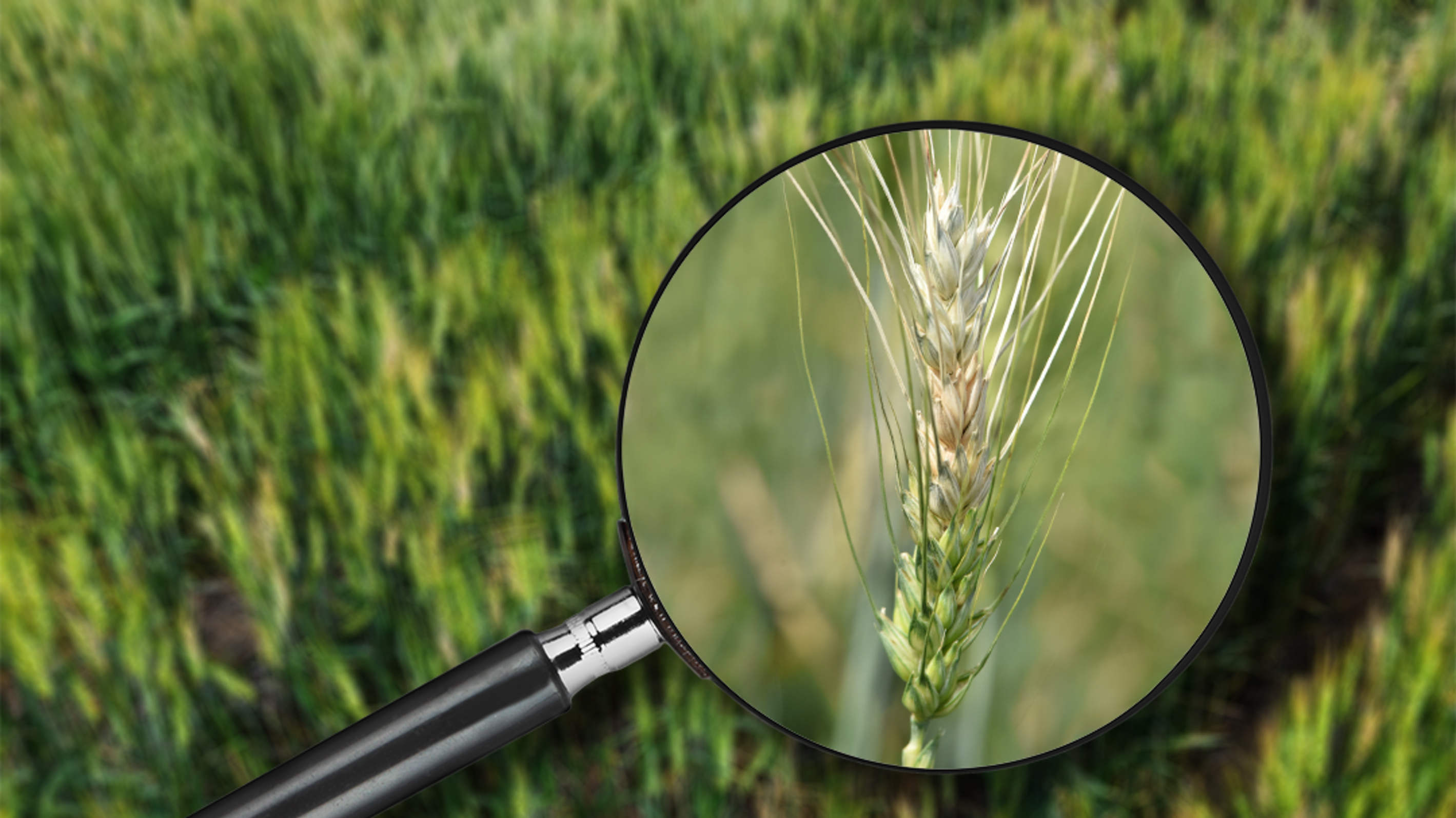 Fusarium Head Blight Risk Rising in Nebraska: What Growers Need to Know ...