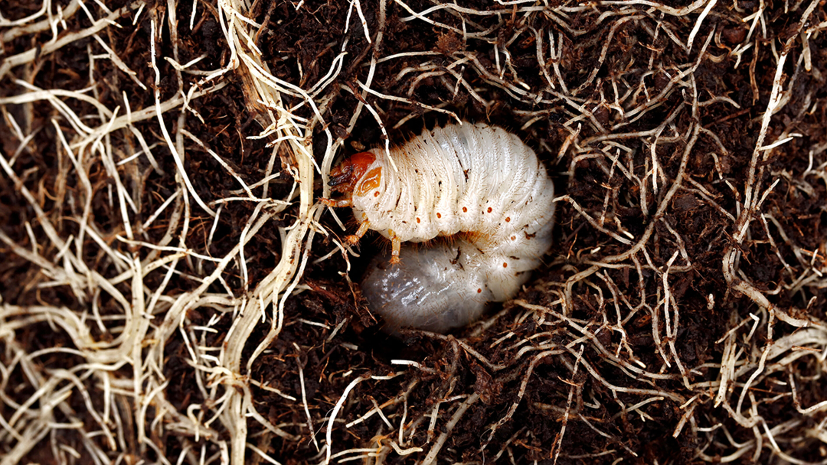 Pasture and Forage Minute: Hay Field Soil Sampling, Winter Insect ...