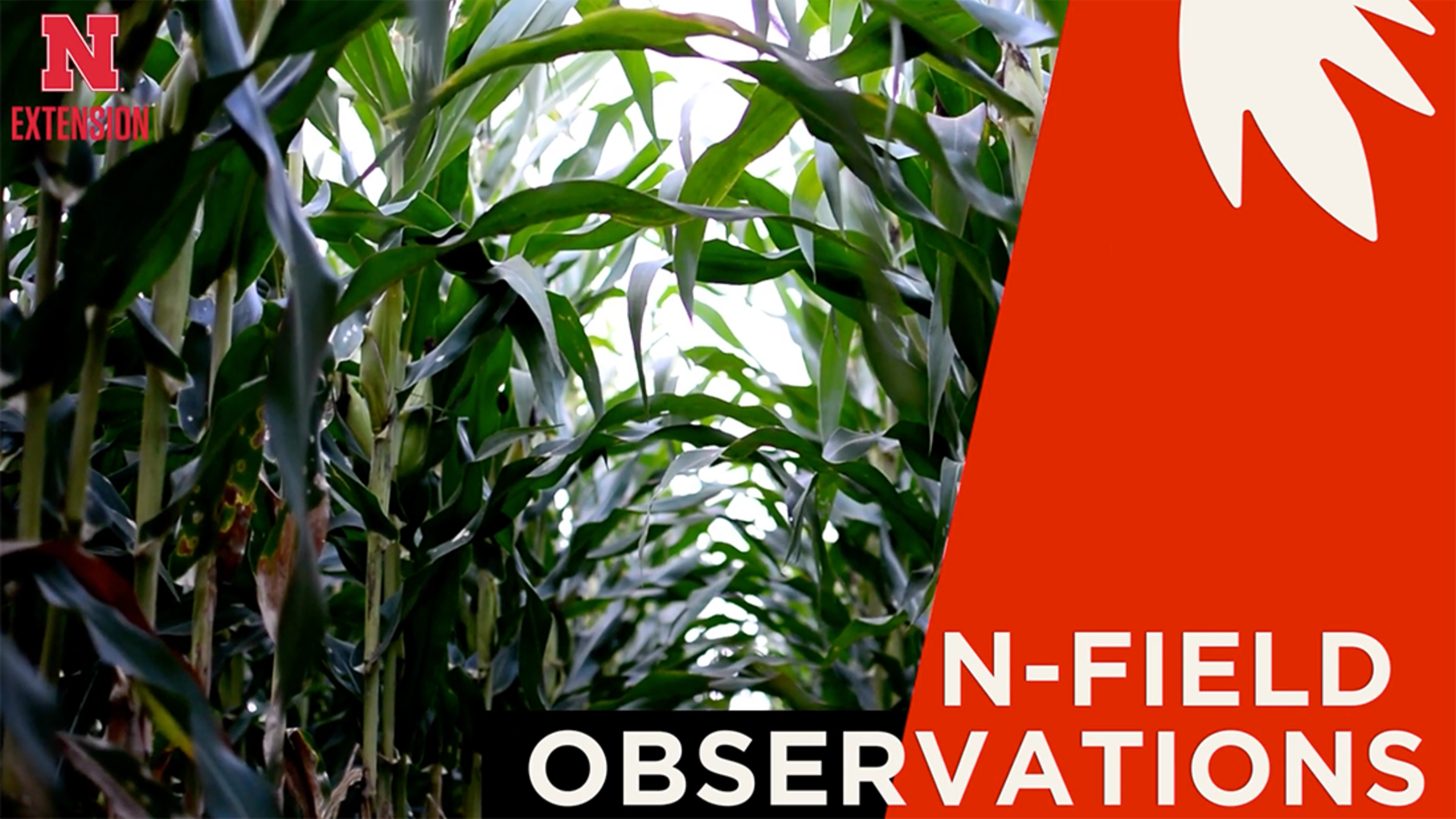 This Week on N Field: Cereal Rye Termination Timing | CropWatch | Nebraska