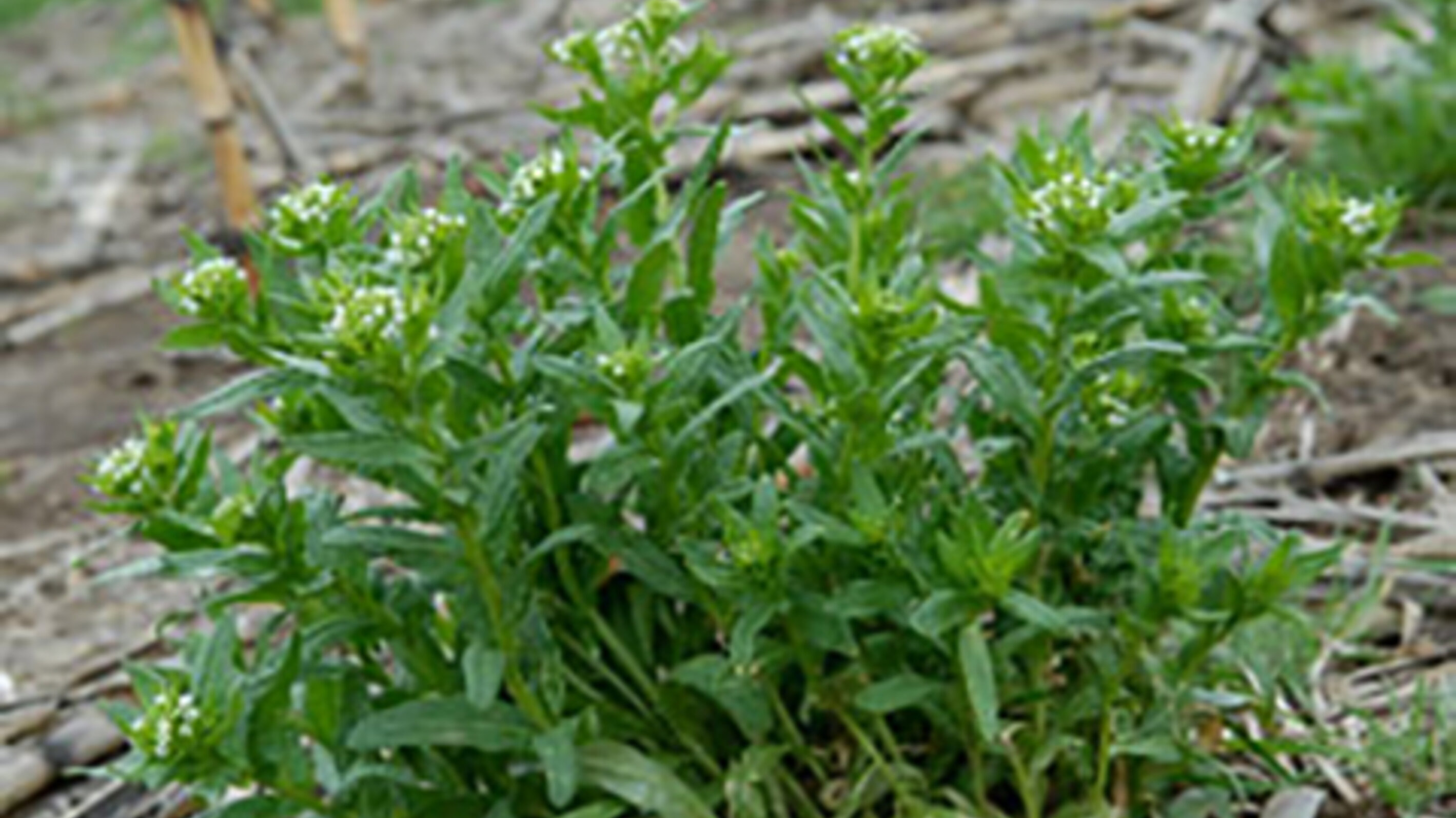 Dormant Spraying for Alfalfa Weeds | CropWatch | Nebraska