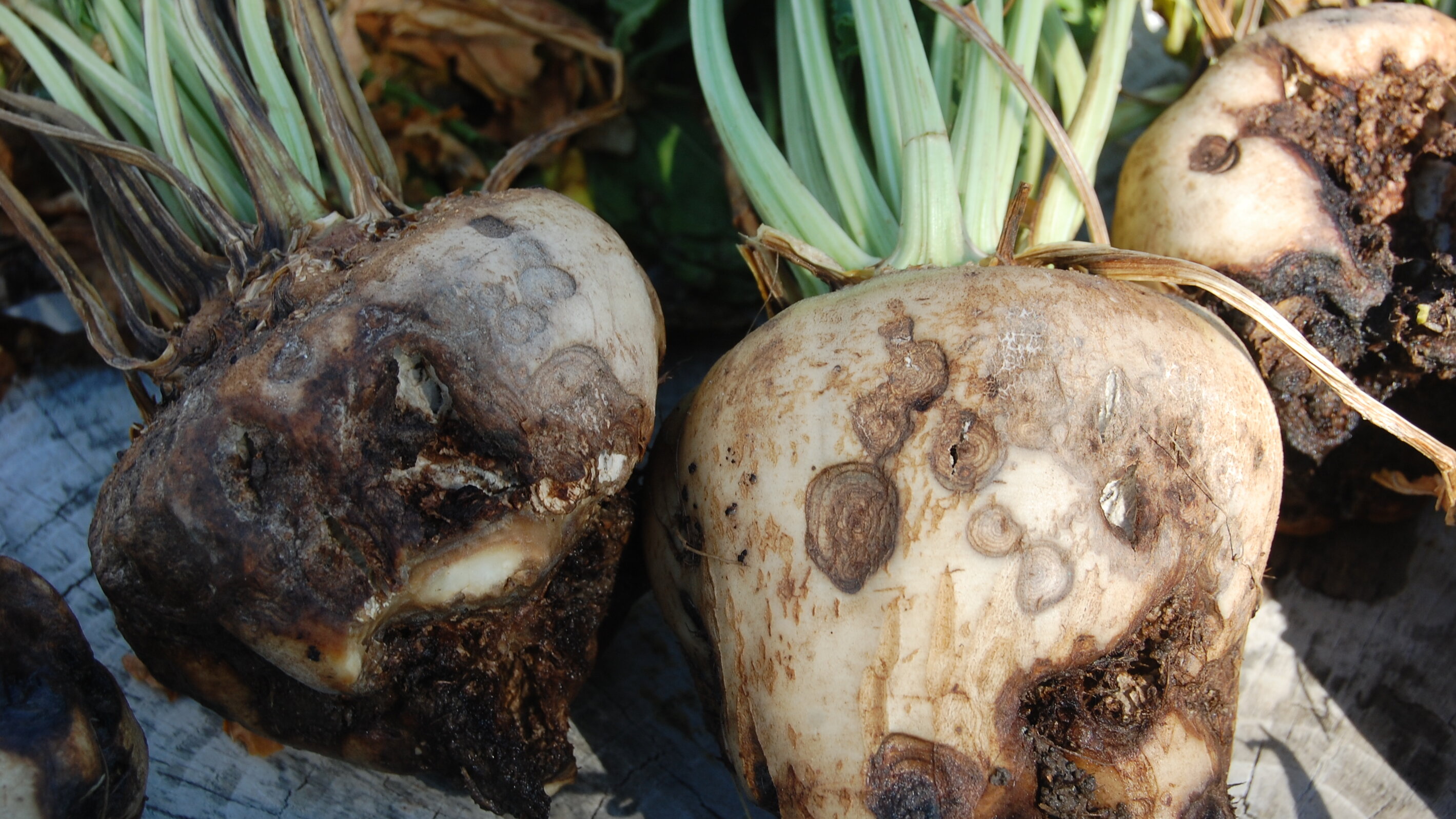 Dry Rot Canker – Obscure, but Returning Rhizoctonia Disease | CropWatch ...