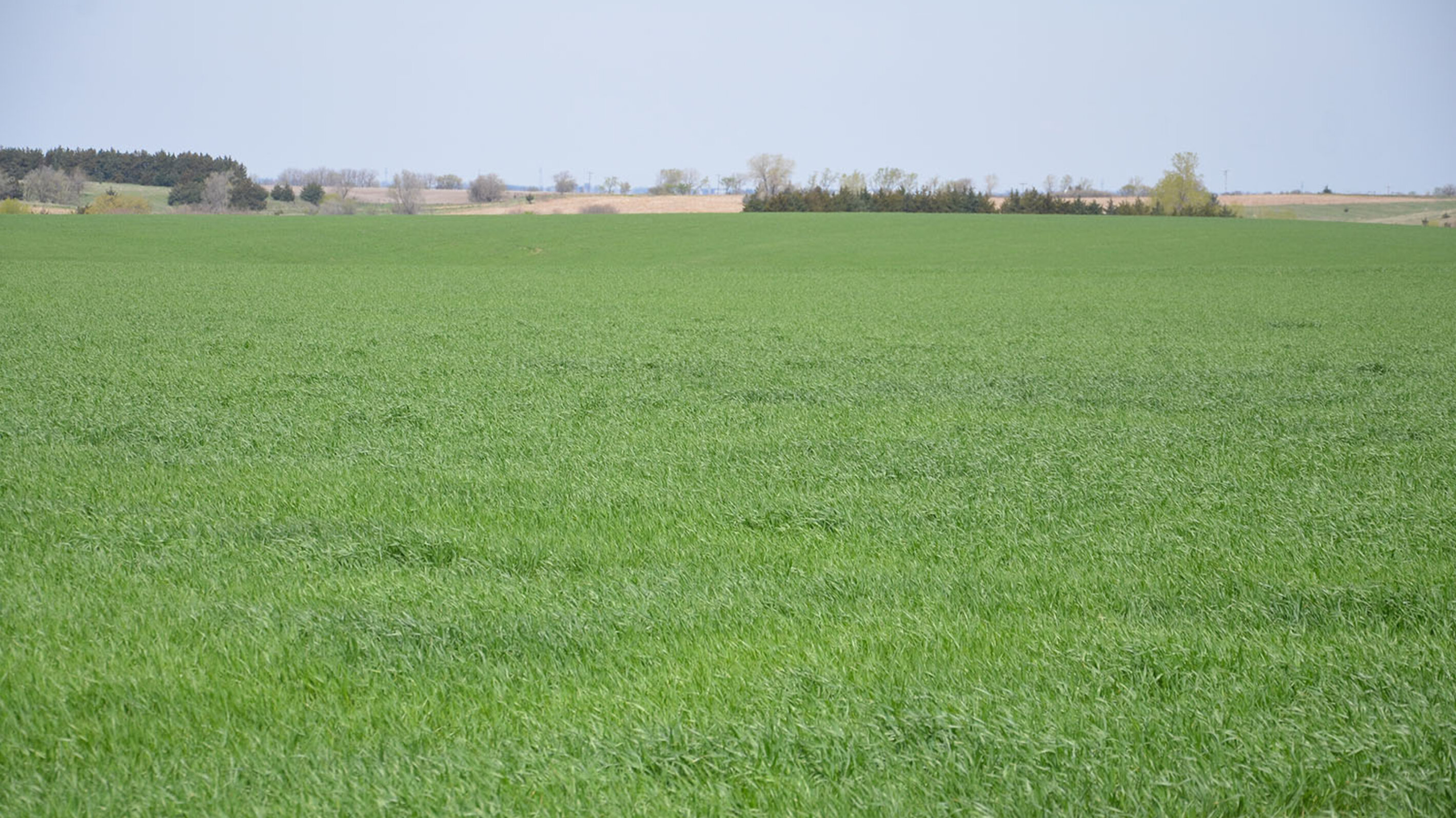 It's Time to Scout for Wheat Diseases | CropWatch | Nebraska