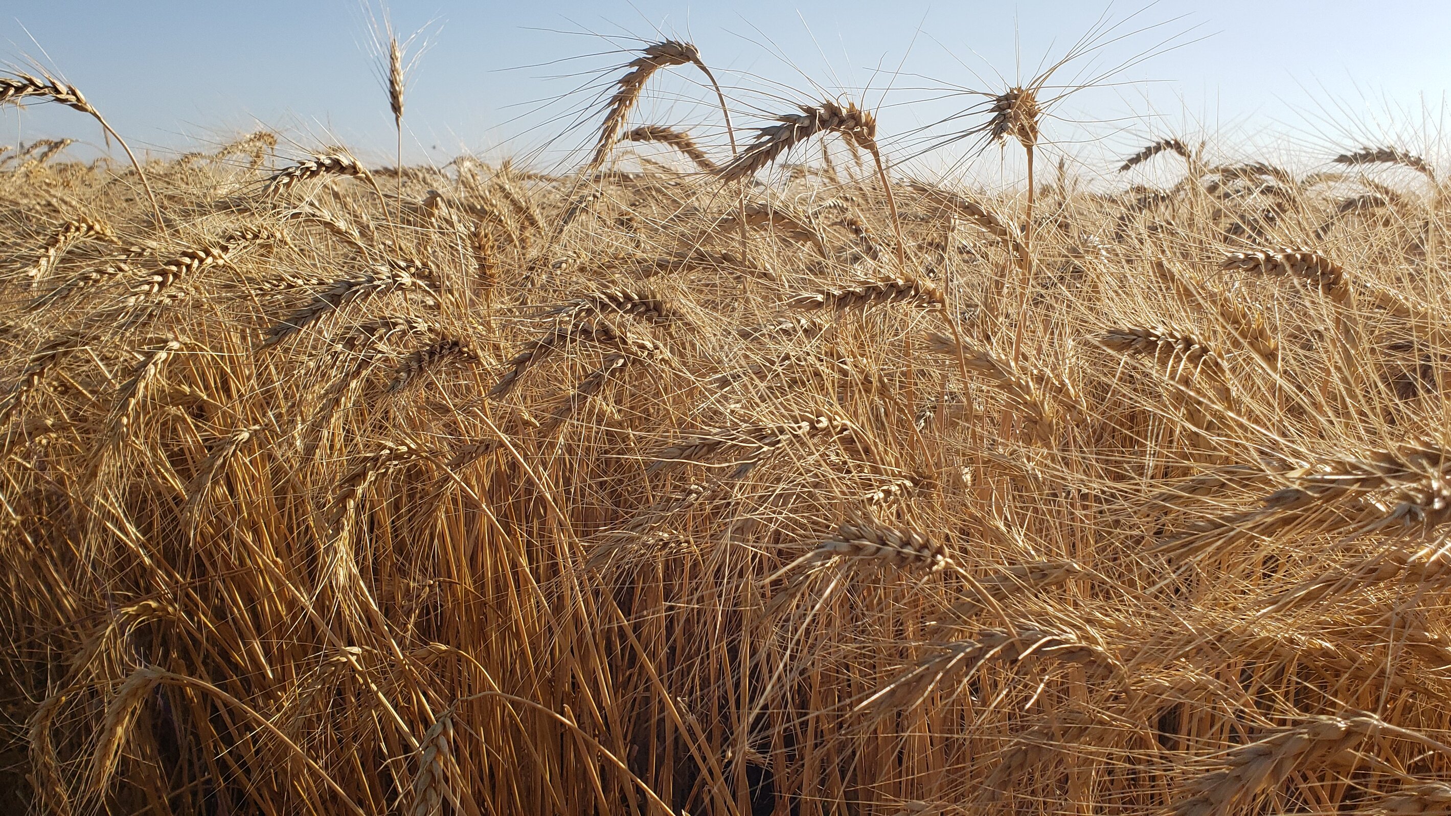 UNL-TAPS Expanding To Include Winter Wheat Competition in the Panhandle ...