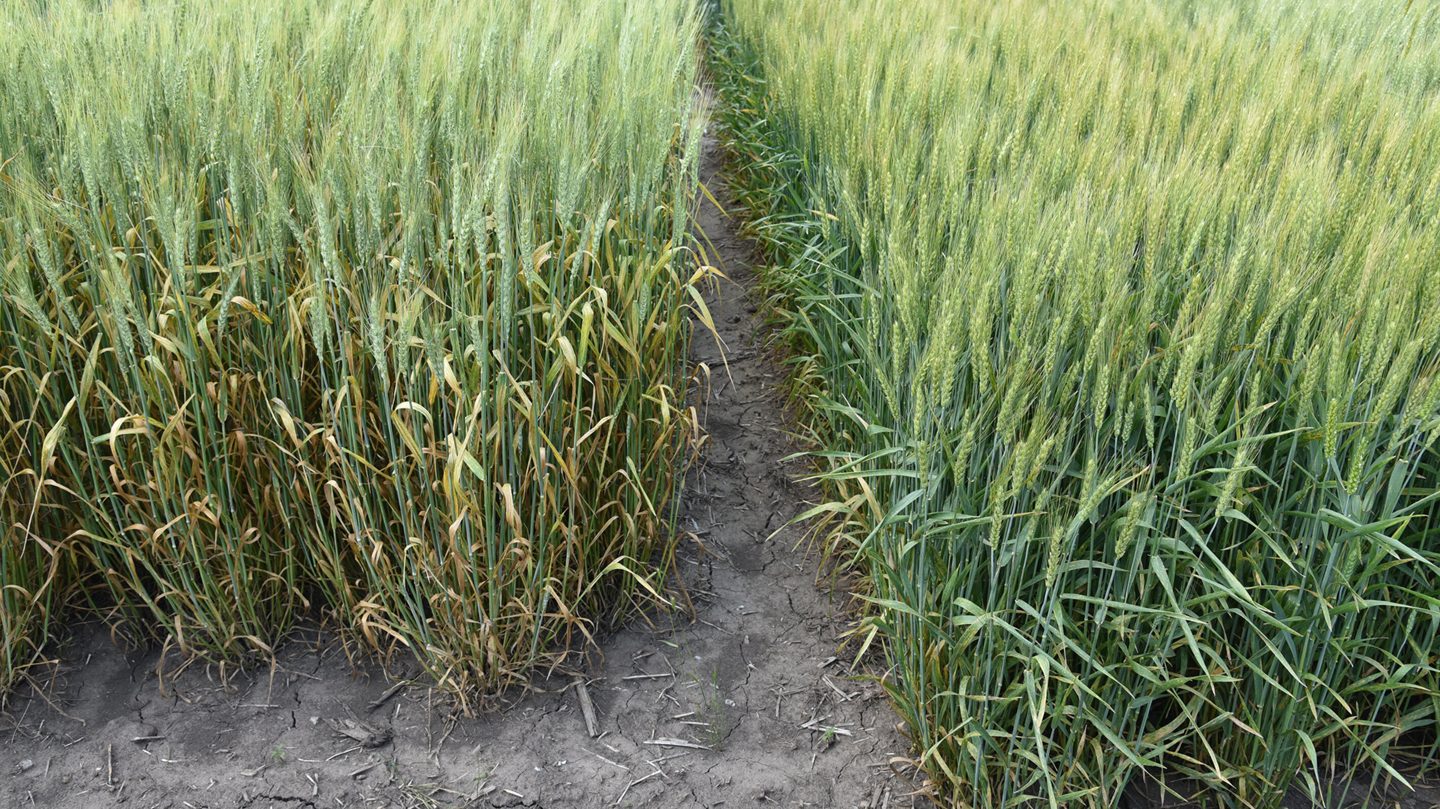 2017 Stripe Rust Ratings from Eastern Nebraska Wheat Variety Trials ...