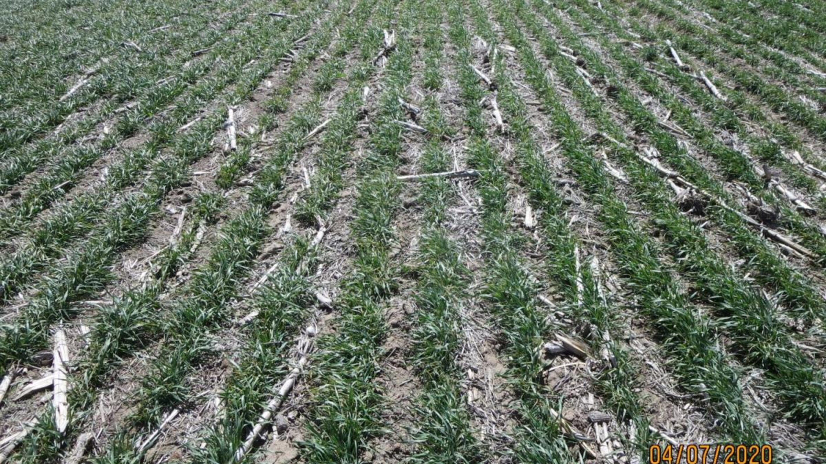 Winter Wheat Condition | CropWatch | Nebraska