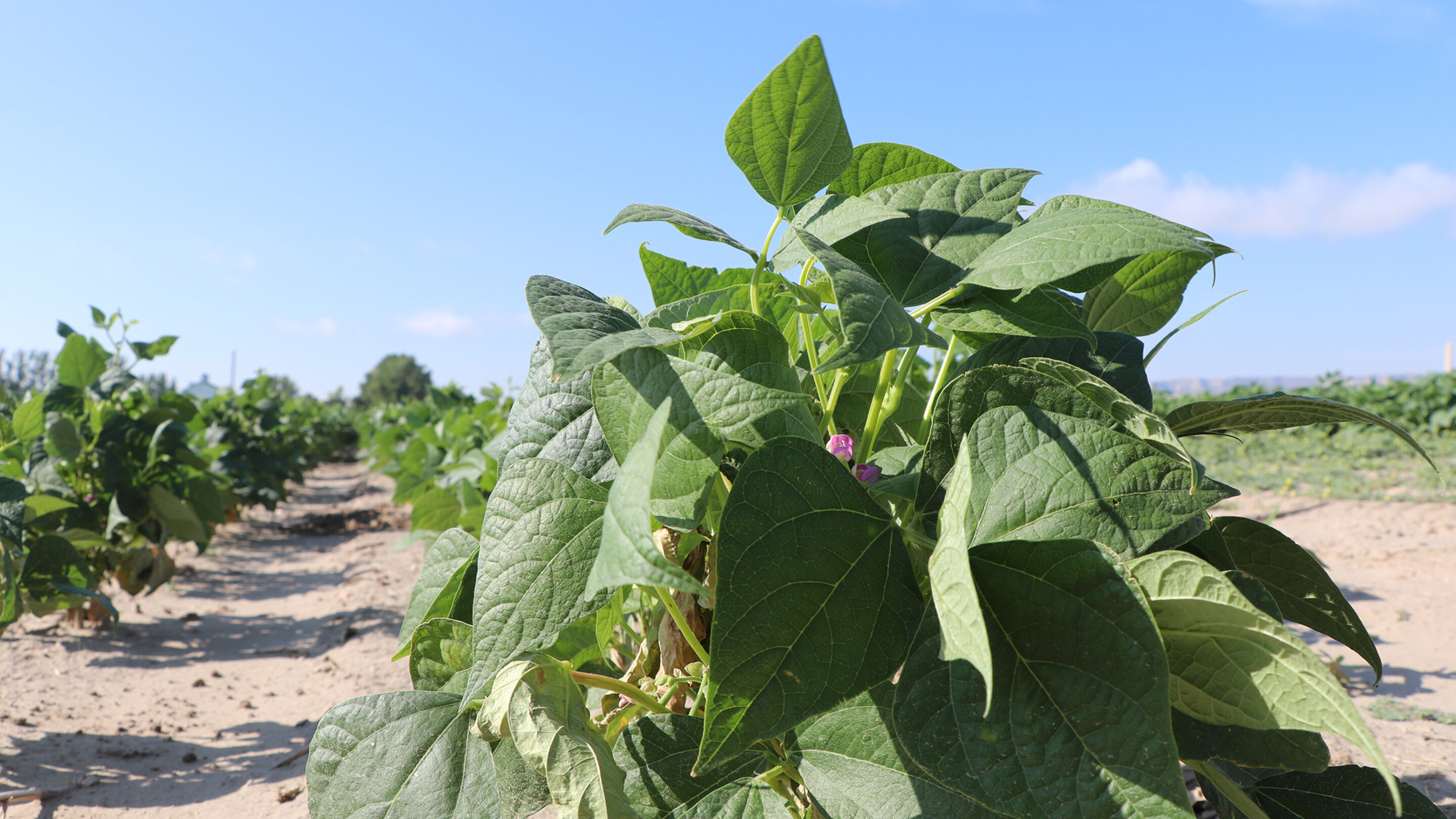 Video: Hail Damage Evaluation and Management in Soybean | CropWatch ...