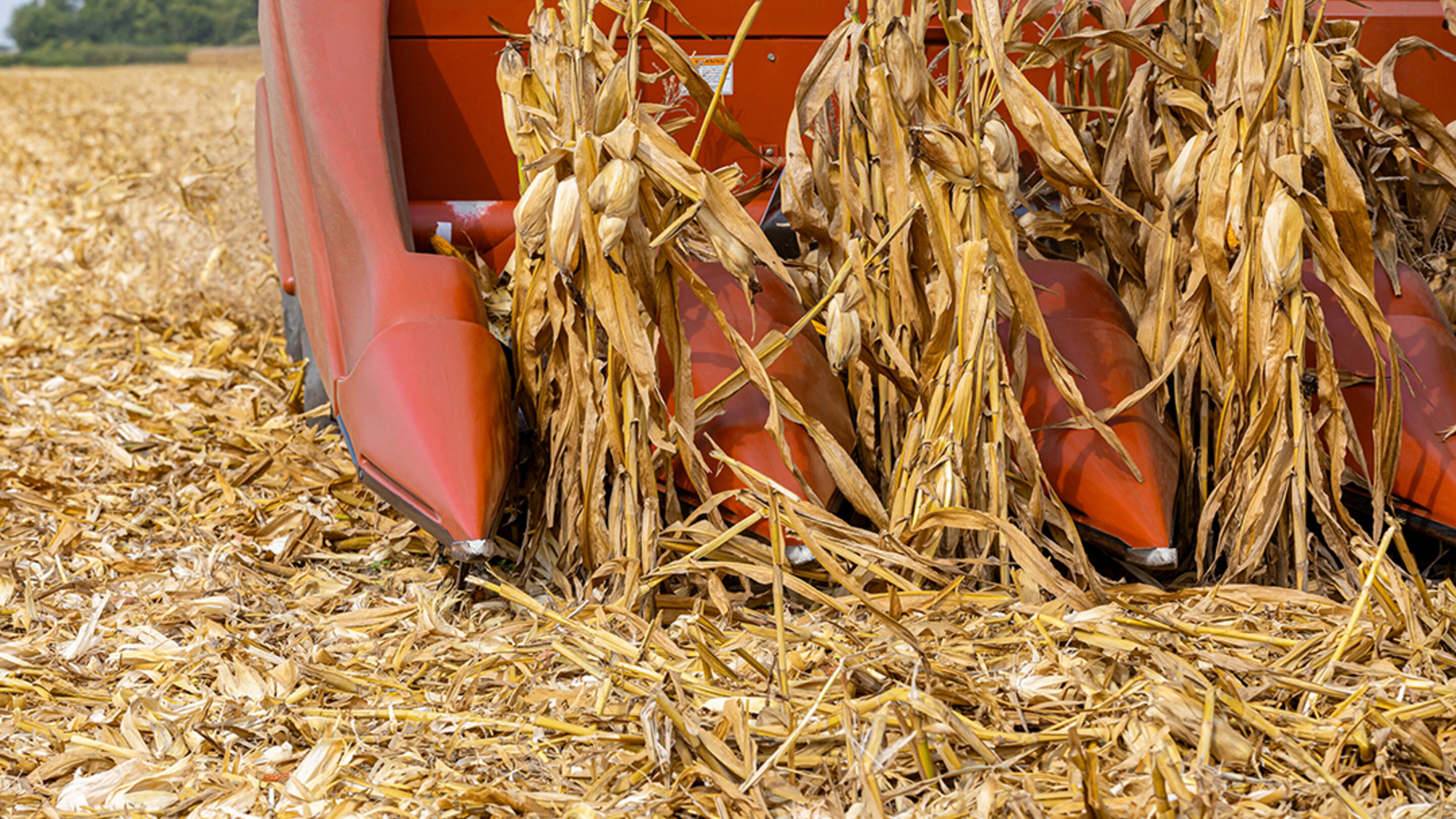Crop Progress: Corn and Sorghum Harvest Kicks Off in Nebraska ...