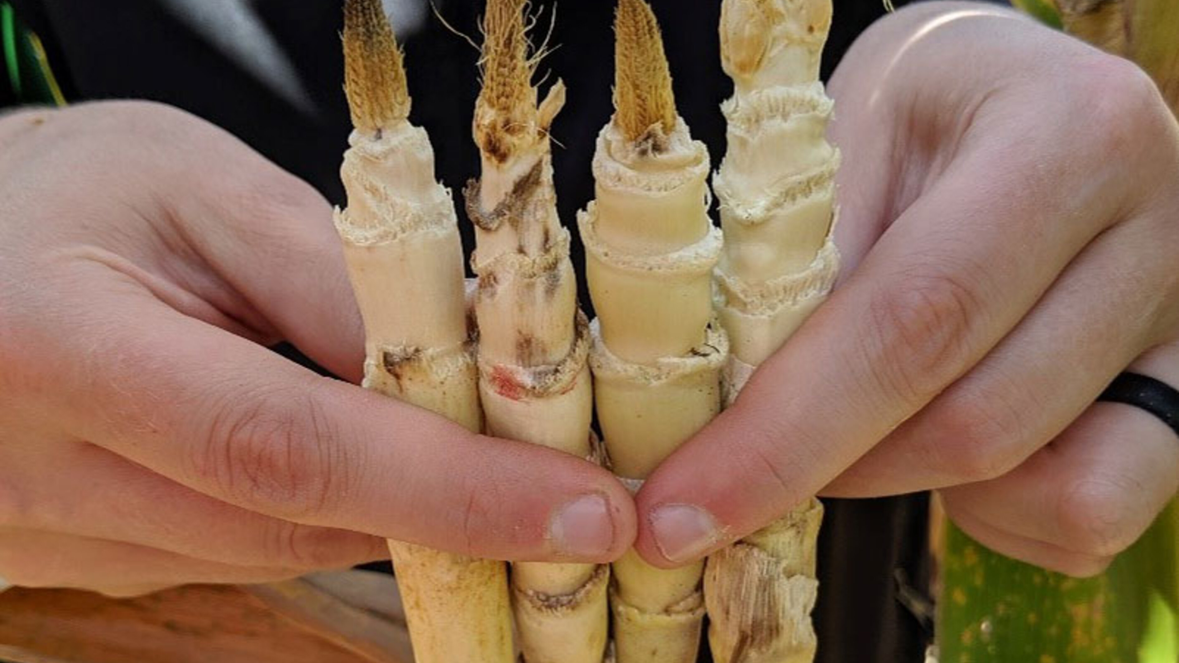 Corn Ear Development Impacts from Post-emergence Pesticide Applications ...