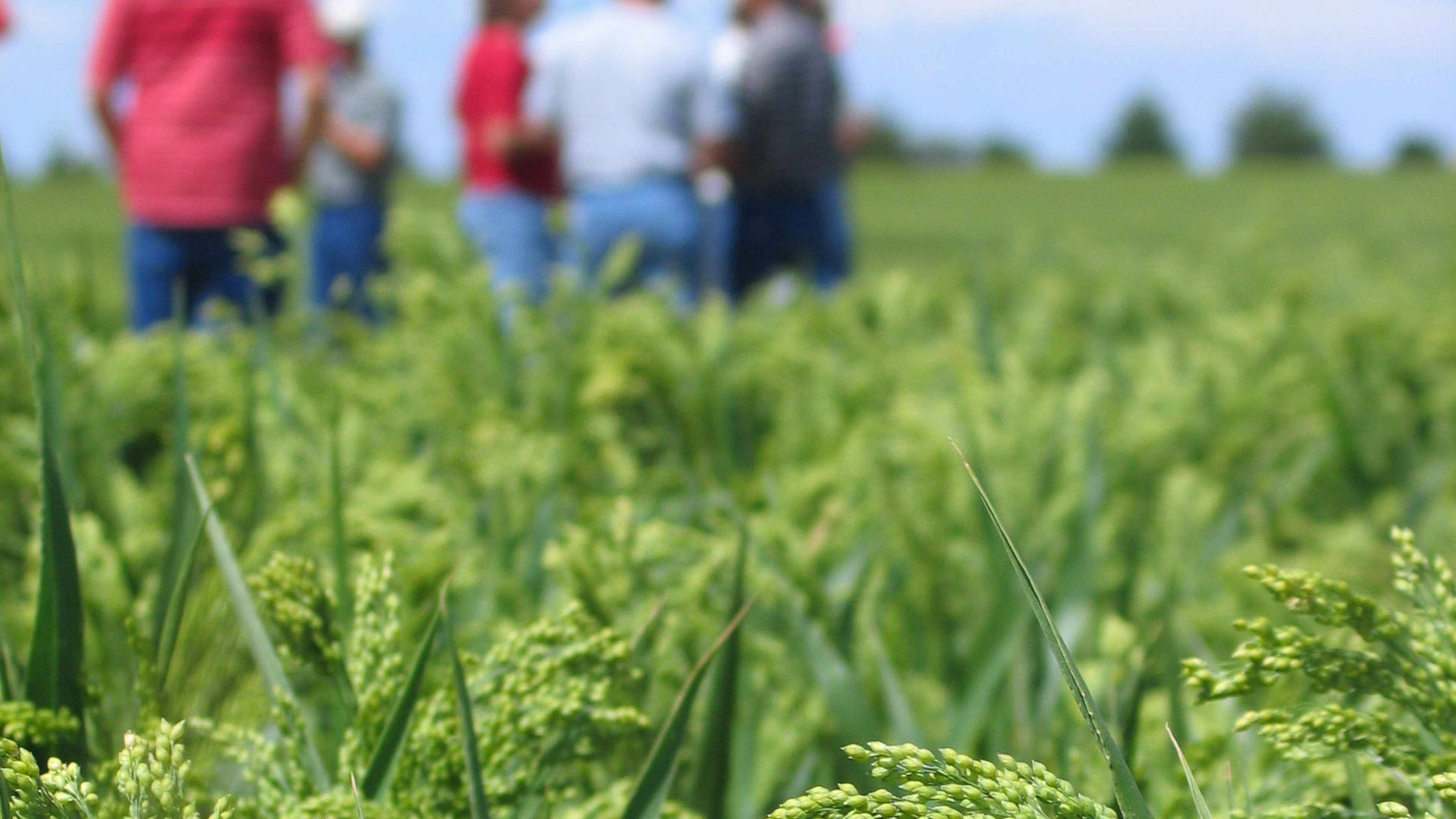 2020 Proso Millet Variety Trial Results Available Online | CropWatch ...