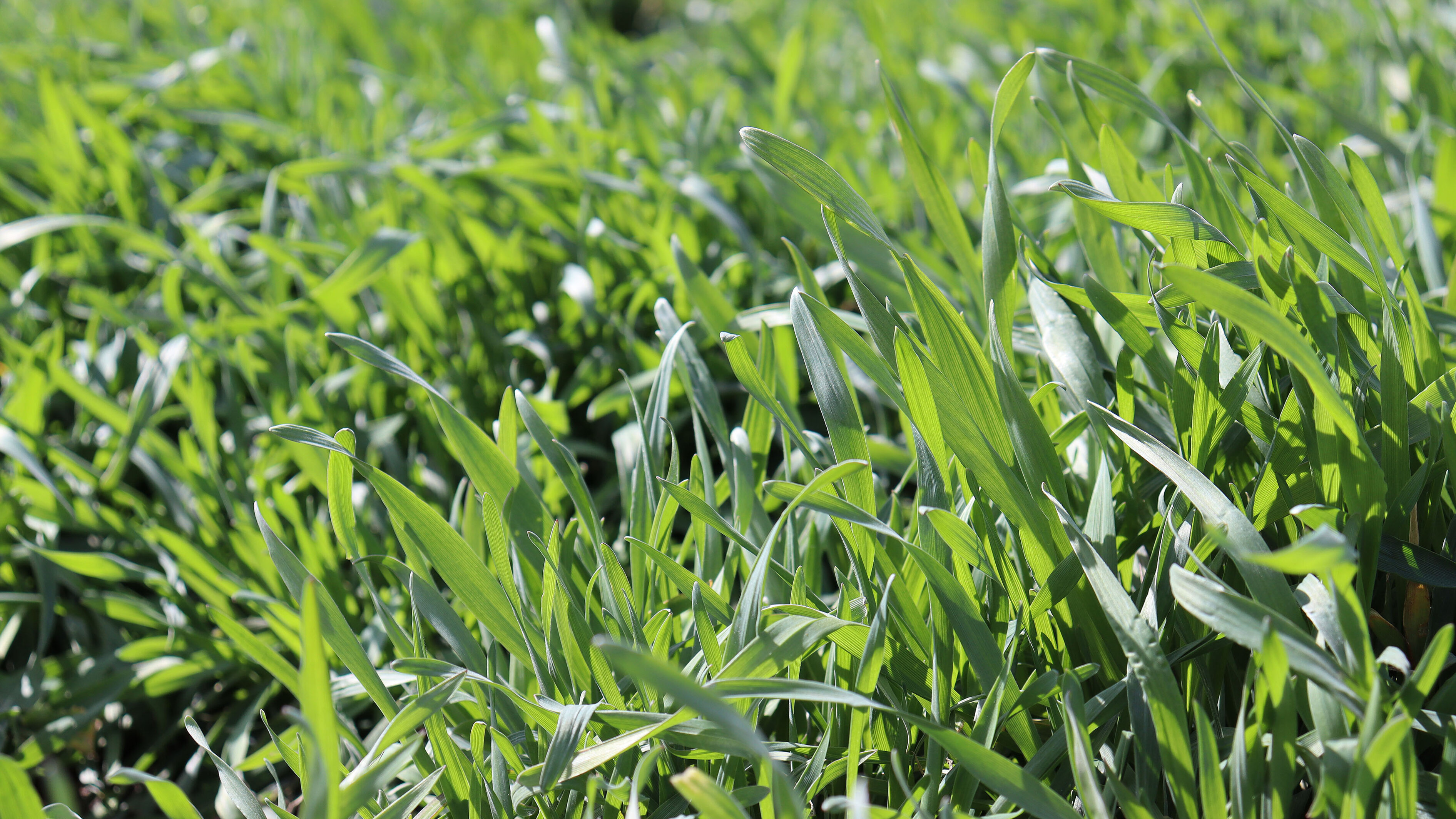 Pasture and Forage Minute: Preventing Grass Tetany, Flash Grazing for ...