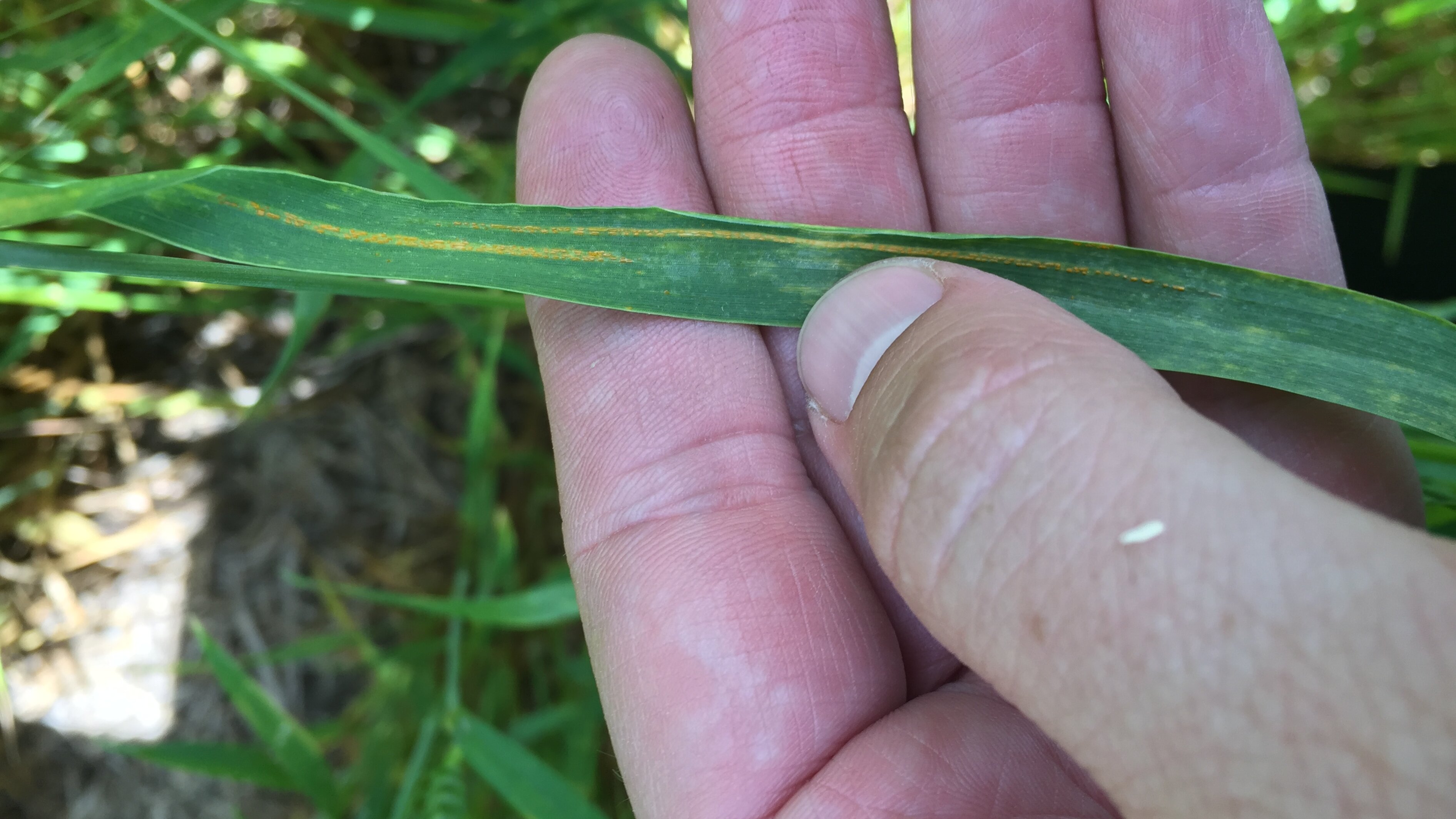 Track Stripe and Leaf Rust in Winter Wheat Across Nebraska | CropWatch ...