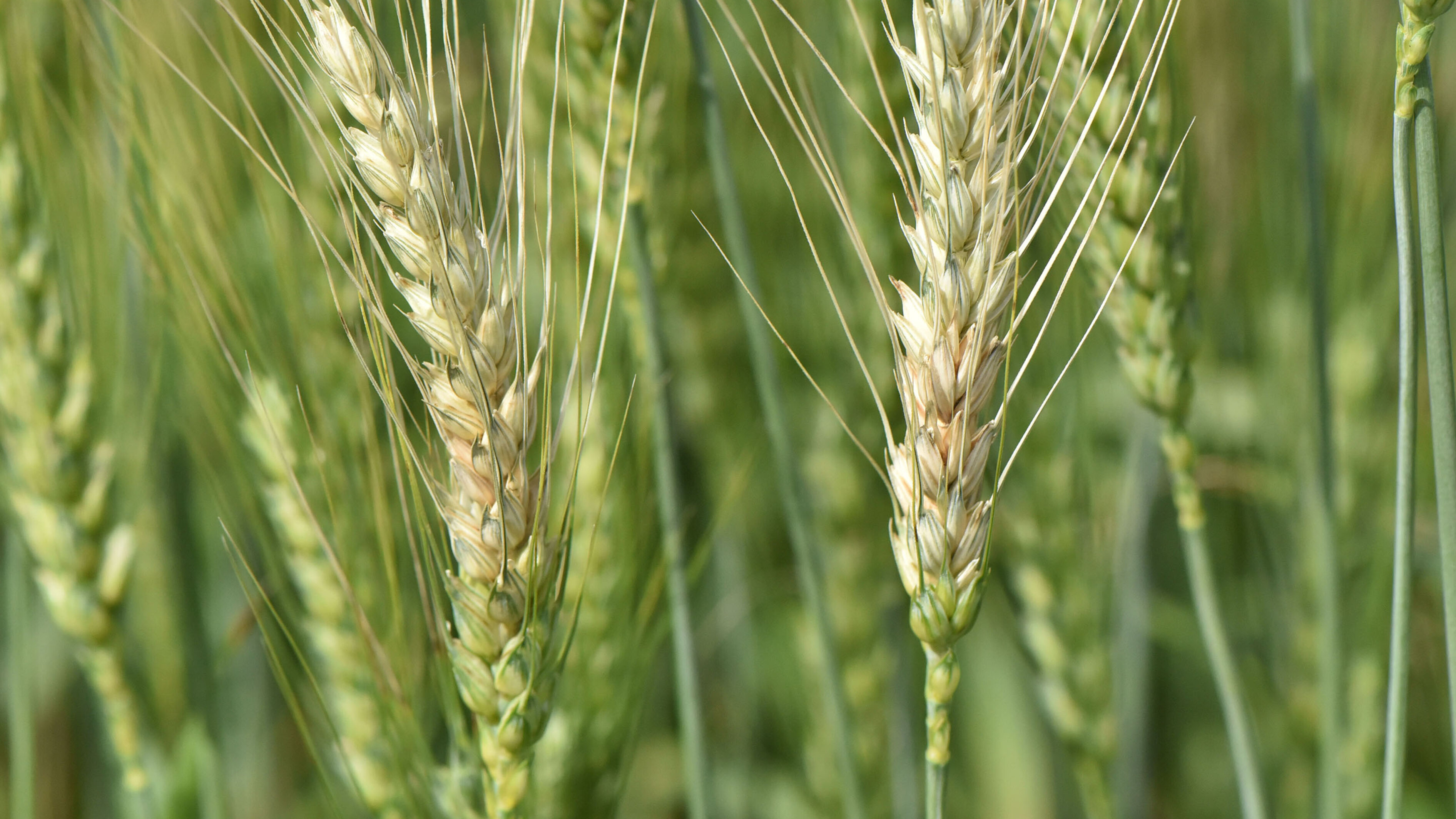 Trace to Low Levels of Fusarium Head Blight Observed in Wheat Fields in ...