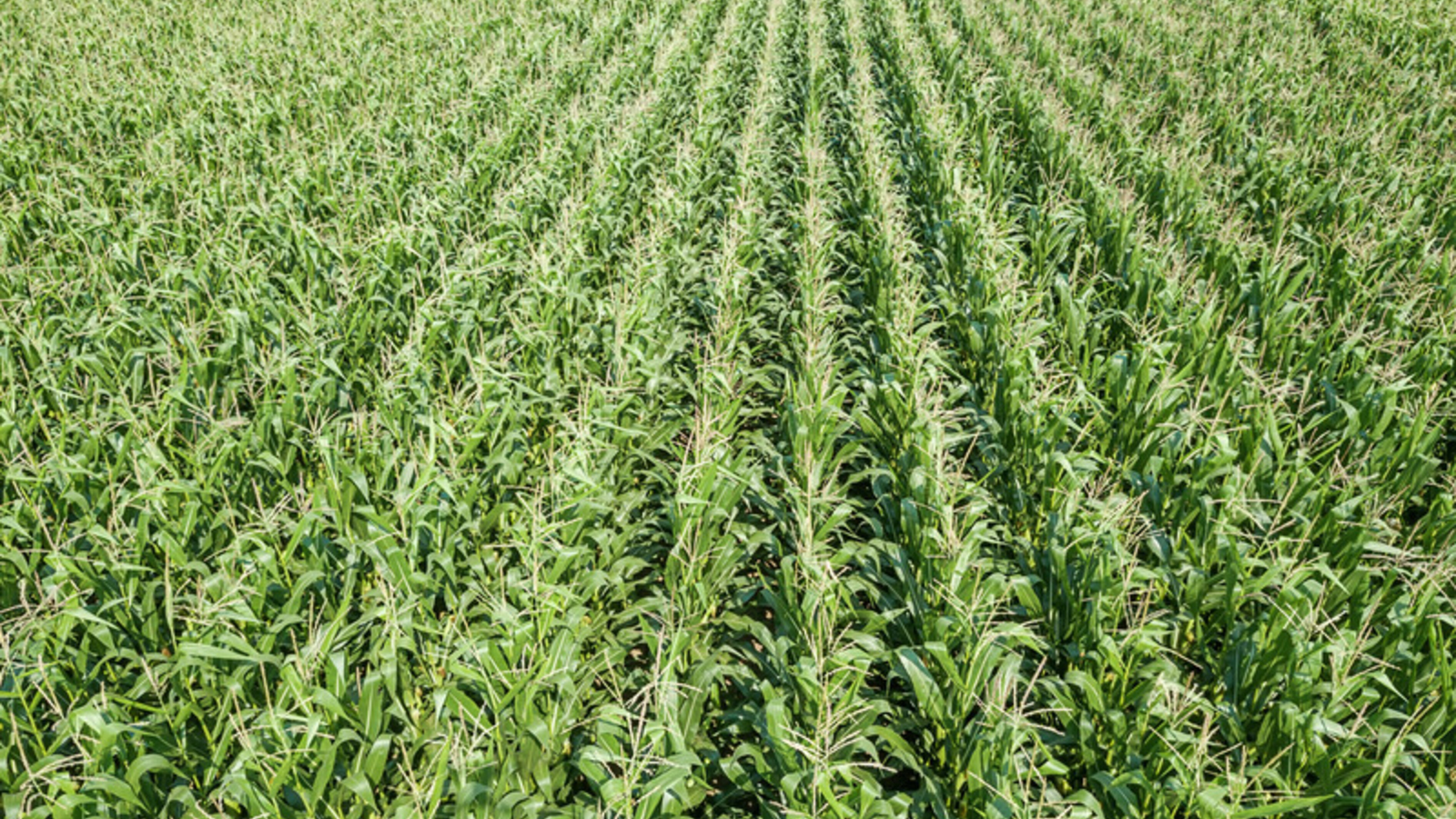 Nebraska Crop Values Rise 31% for 2021 | CropWatch | Nebraska