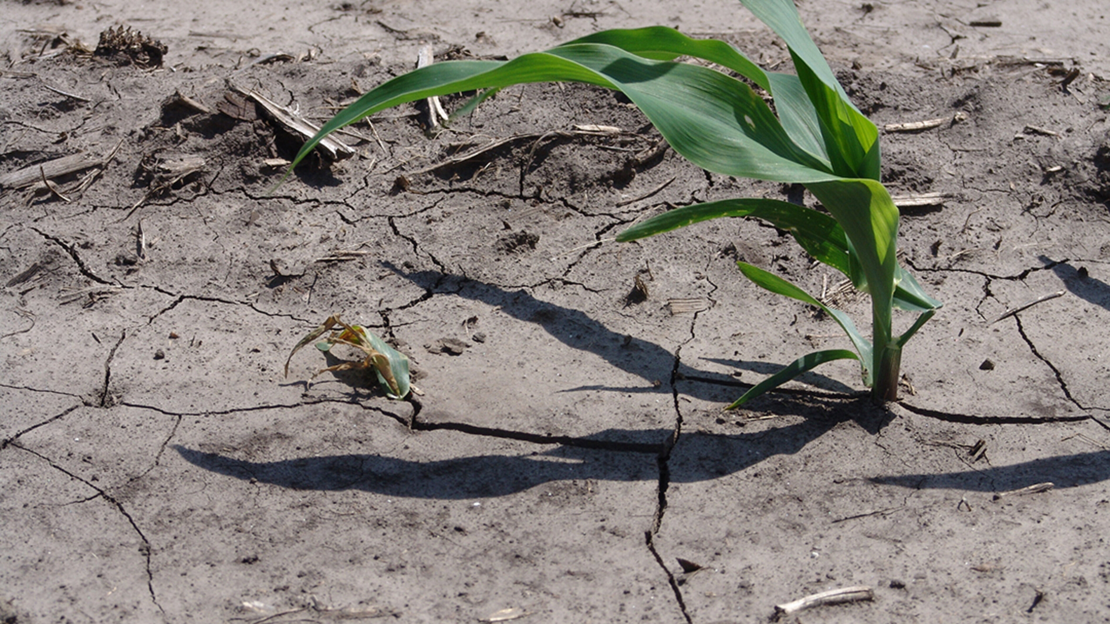 Conditions Favor Seedling Diseases in Early Planted Corn and Soybeans ...