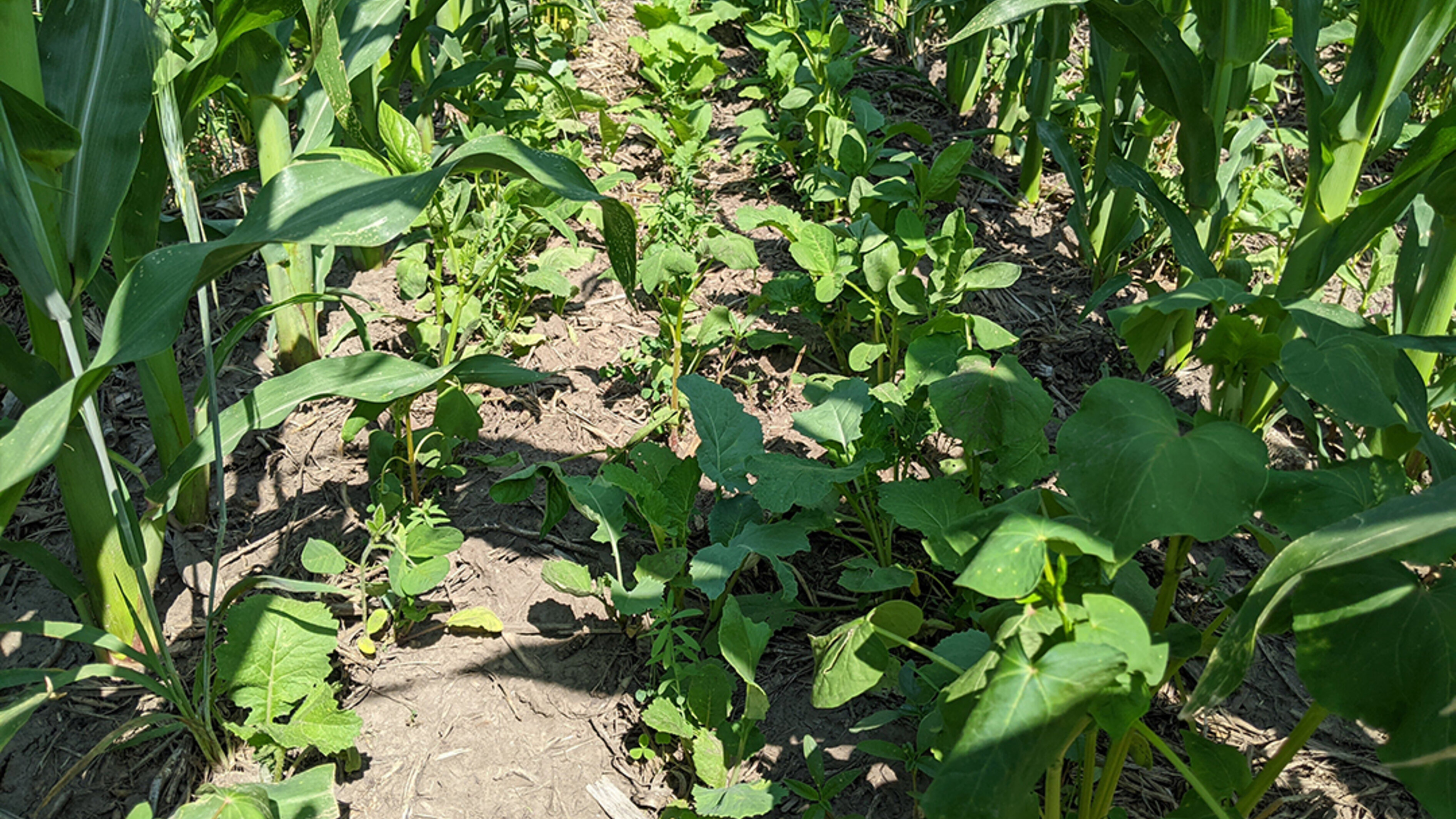 Comparing Cover Crop Planting Methods | CropWatch | Nebraska