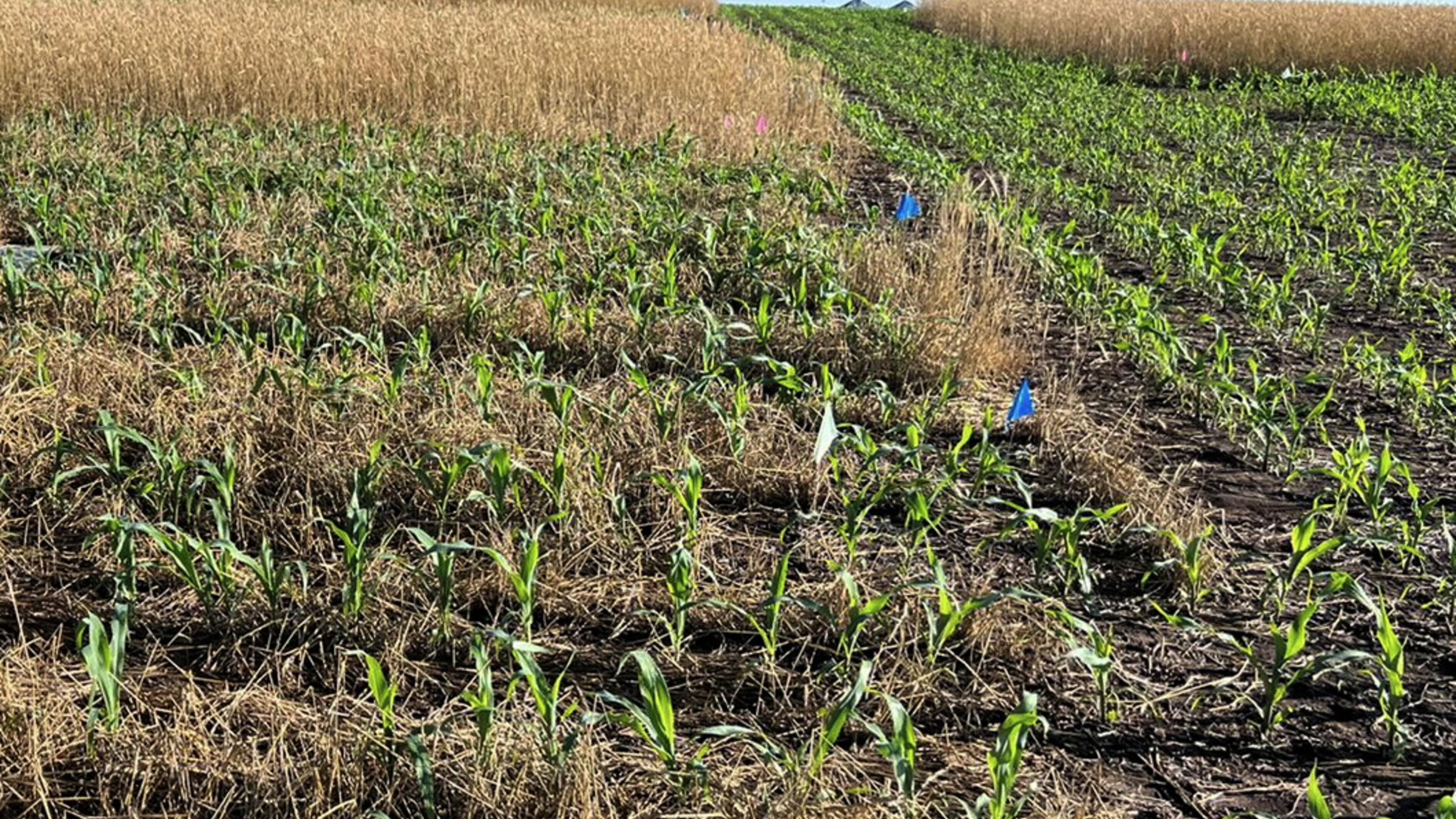 The Impact of Cover Crop Species and Termination Time in Weed ...