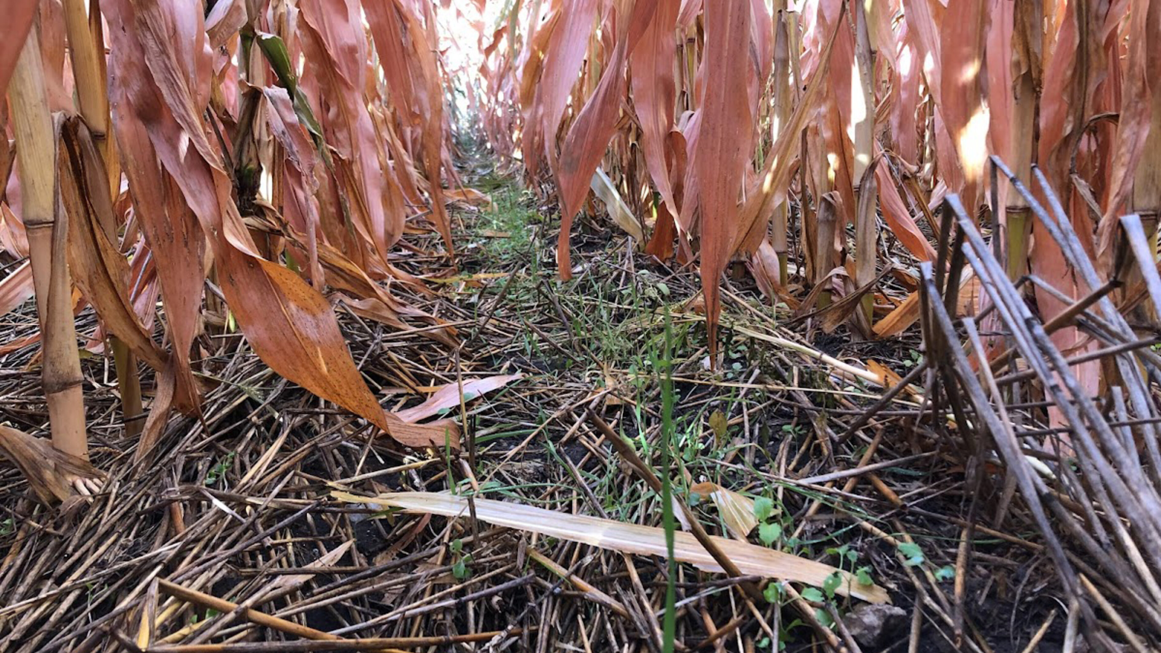 Broadcast Interseeding with a Highboy — What We Learned in Year One ...