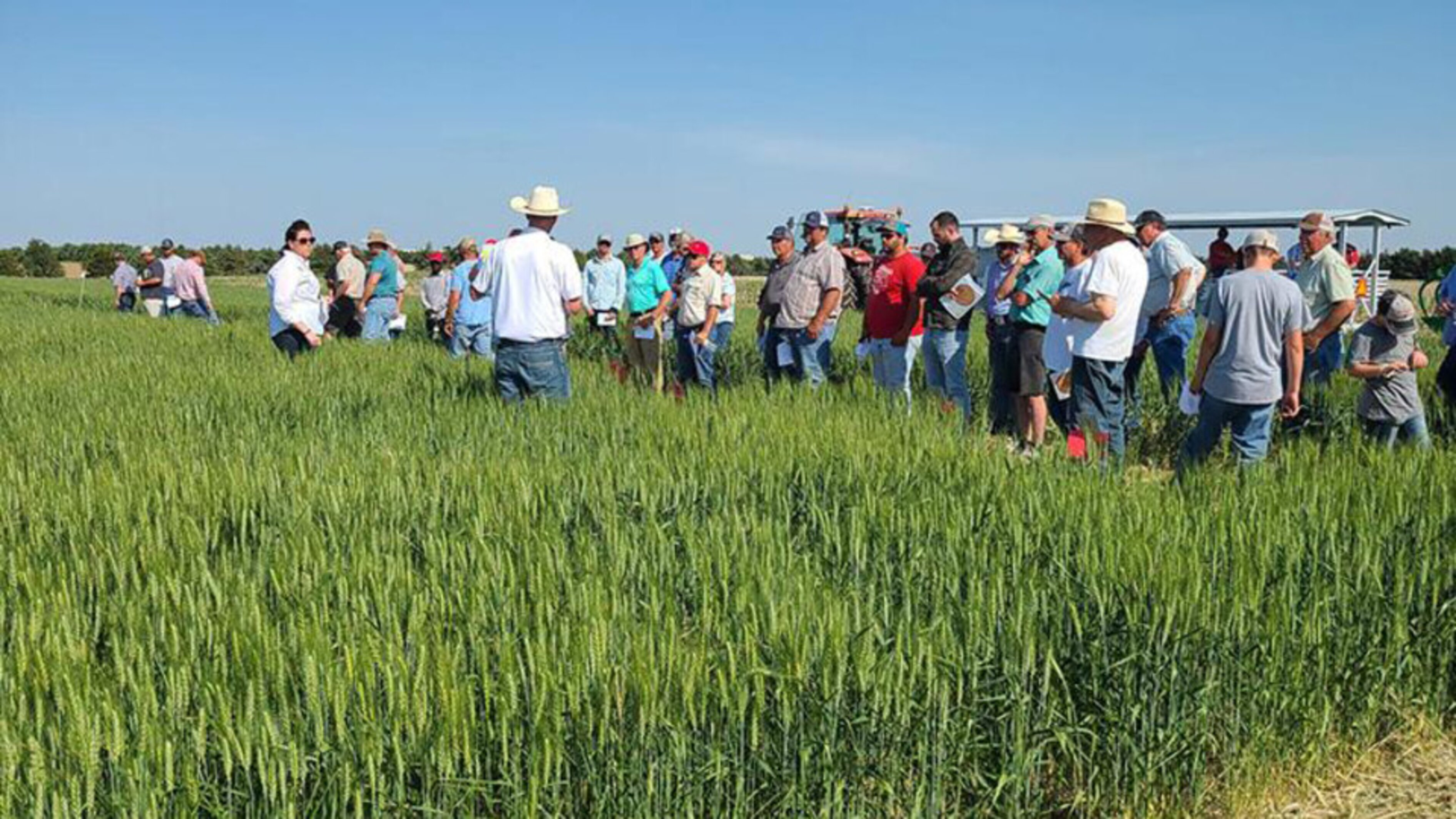 Husker Wheat Research Focuses on Partnerships, Interdisciplinary ...