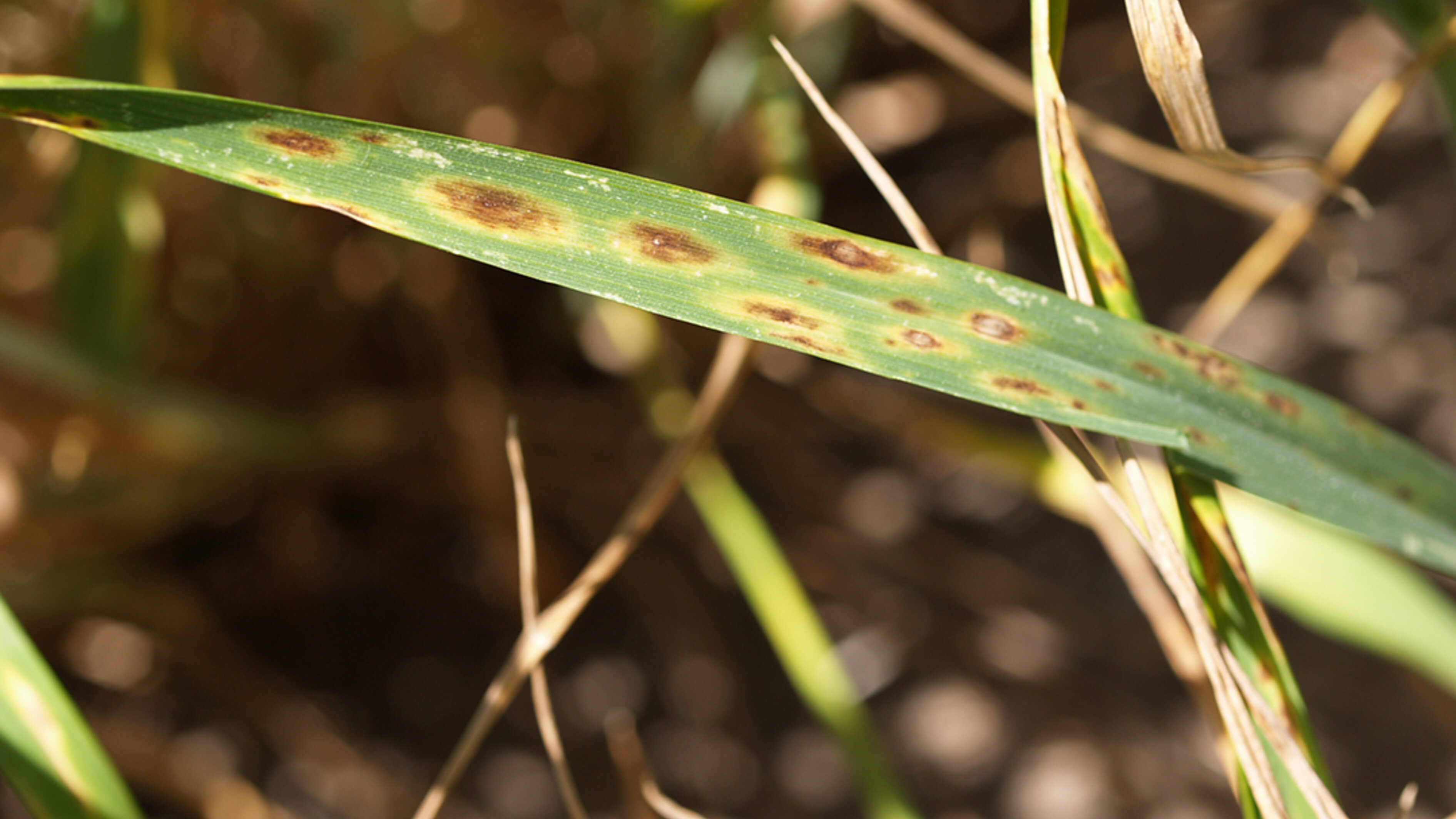 After-harvest Wheat Disease Management Strategies for Reducing Losses ...