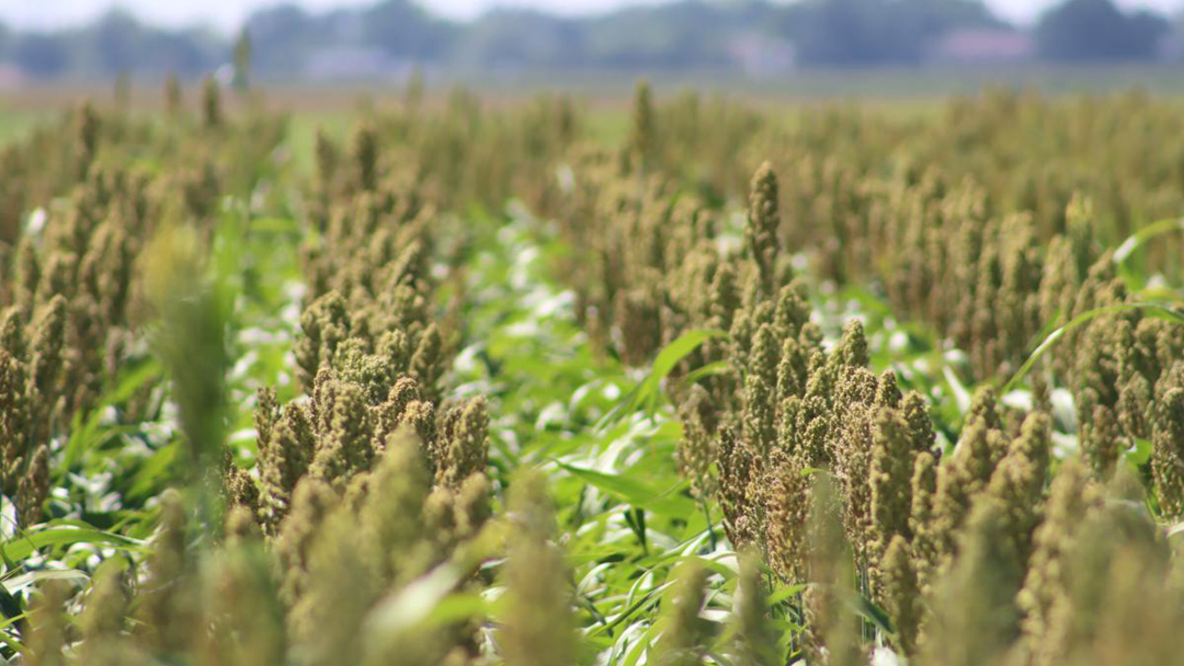 2023 TAPS Competitions to Culminate with Awards Banquet | CropWatch ...