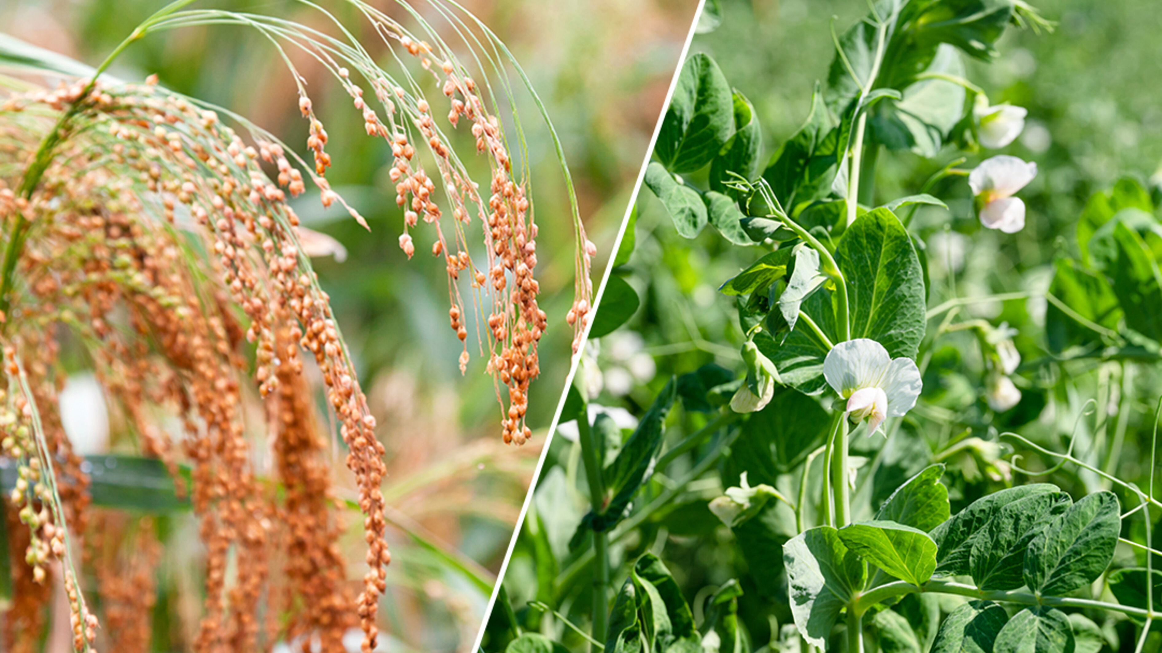 Nebraska 2023 Annual Crop Production Summary | CropWatch | Nebraska