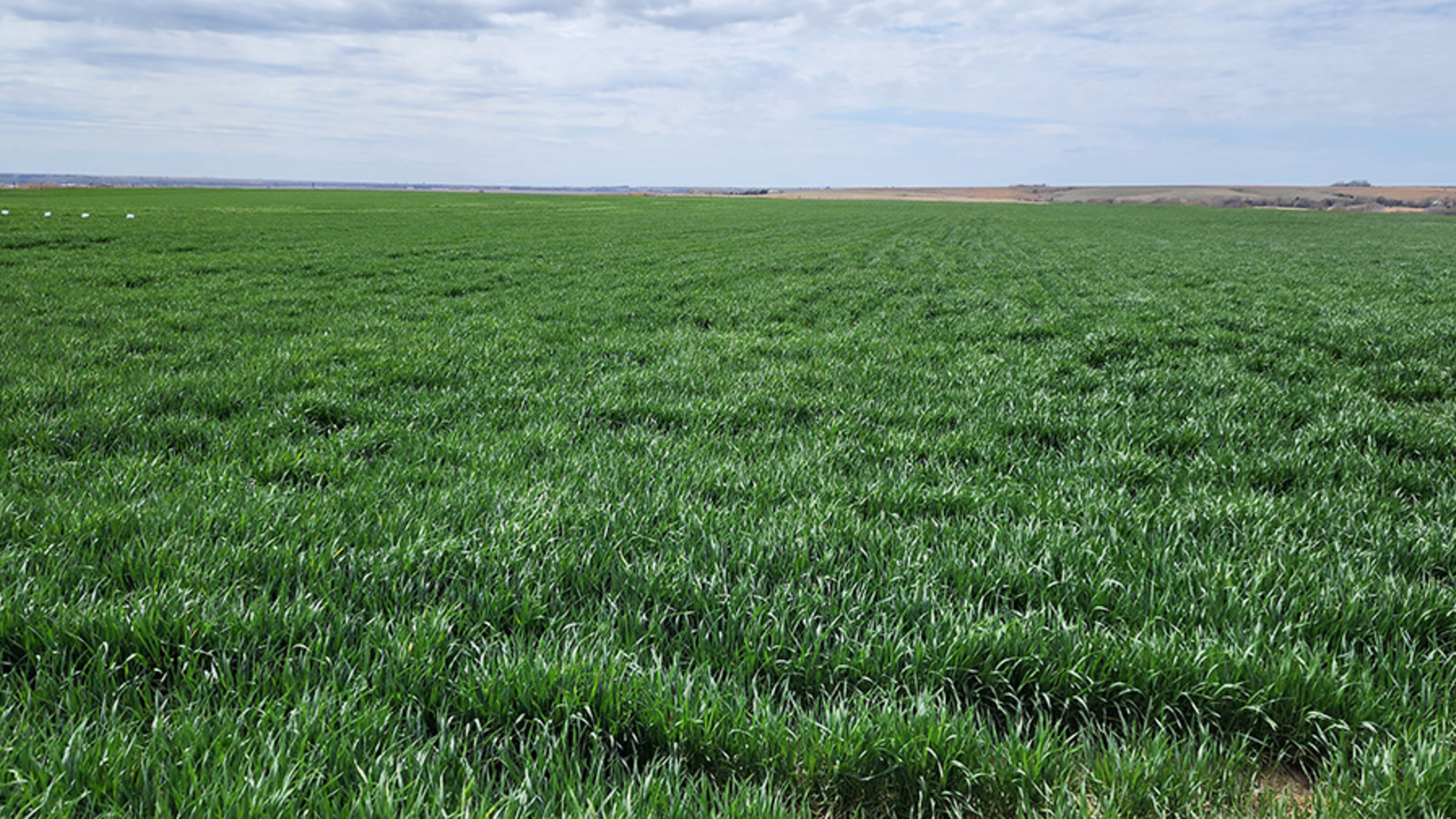 Wheat Disease Update for May 3, 2024 | CropWatch | Nebraska