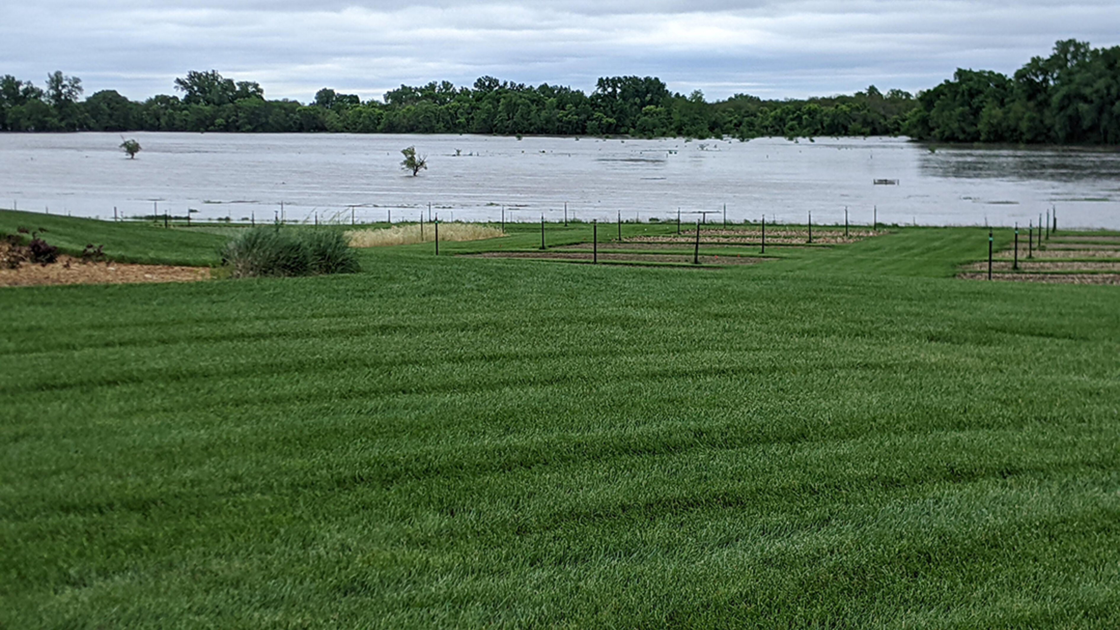 Q/A: What Impact Does Flooding and Saturated Soils Have on Wheat and ...