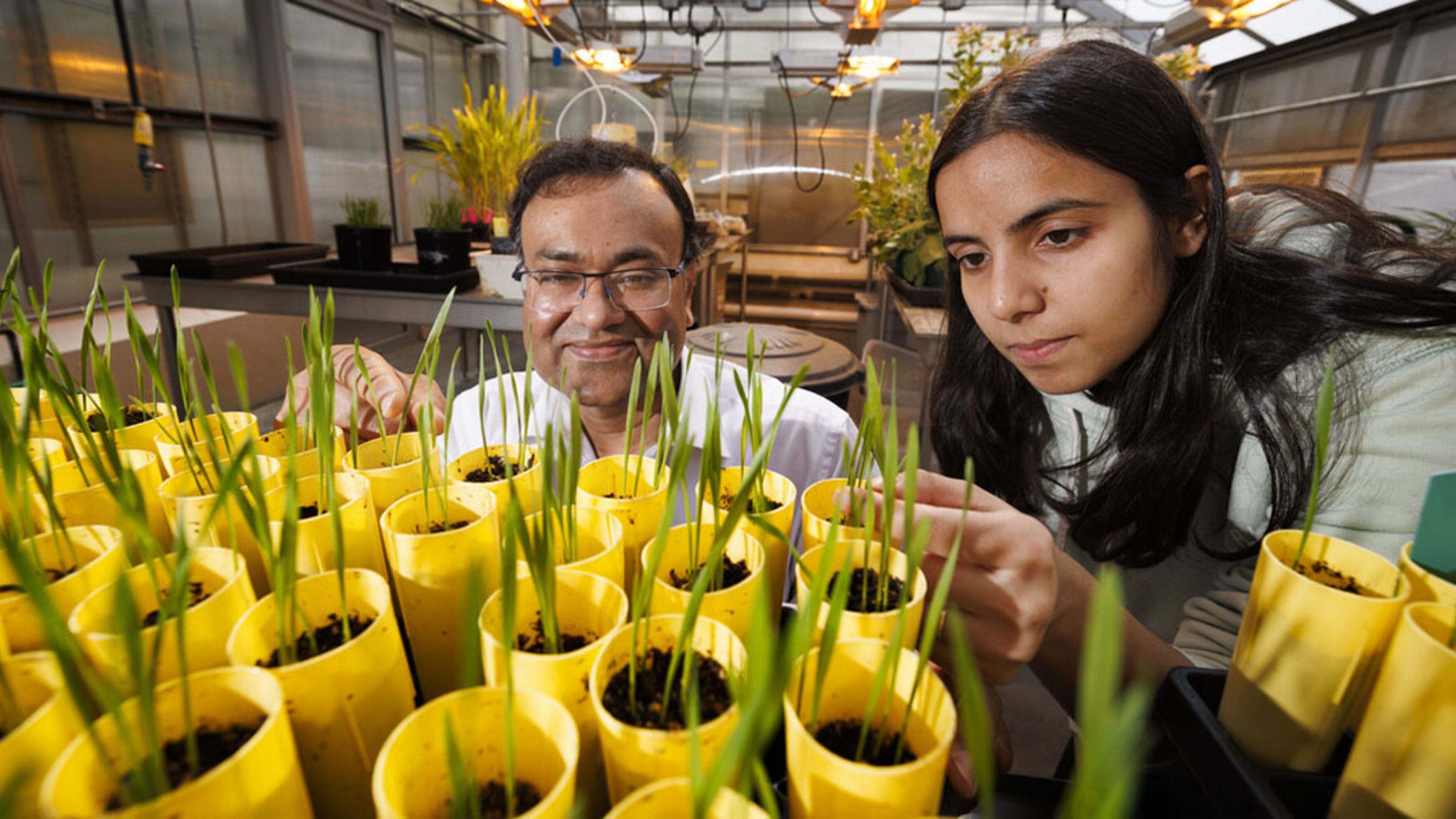 Mondal Lab Pioneers Research into Pest-borne Viral Infections of Cereal Crops | CropWatch | Nebraska
