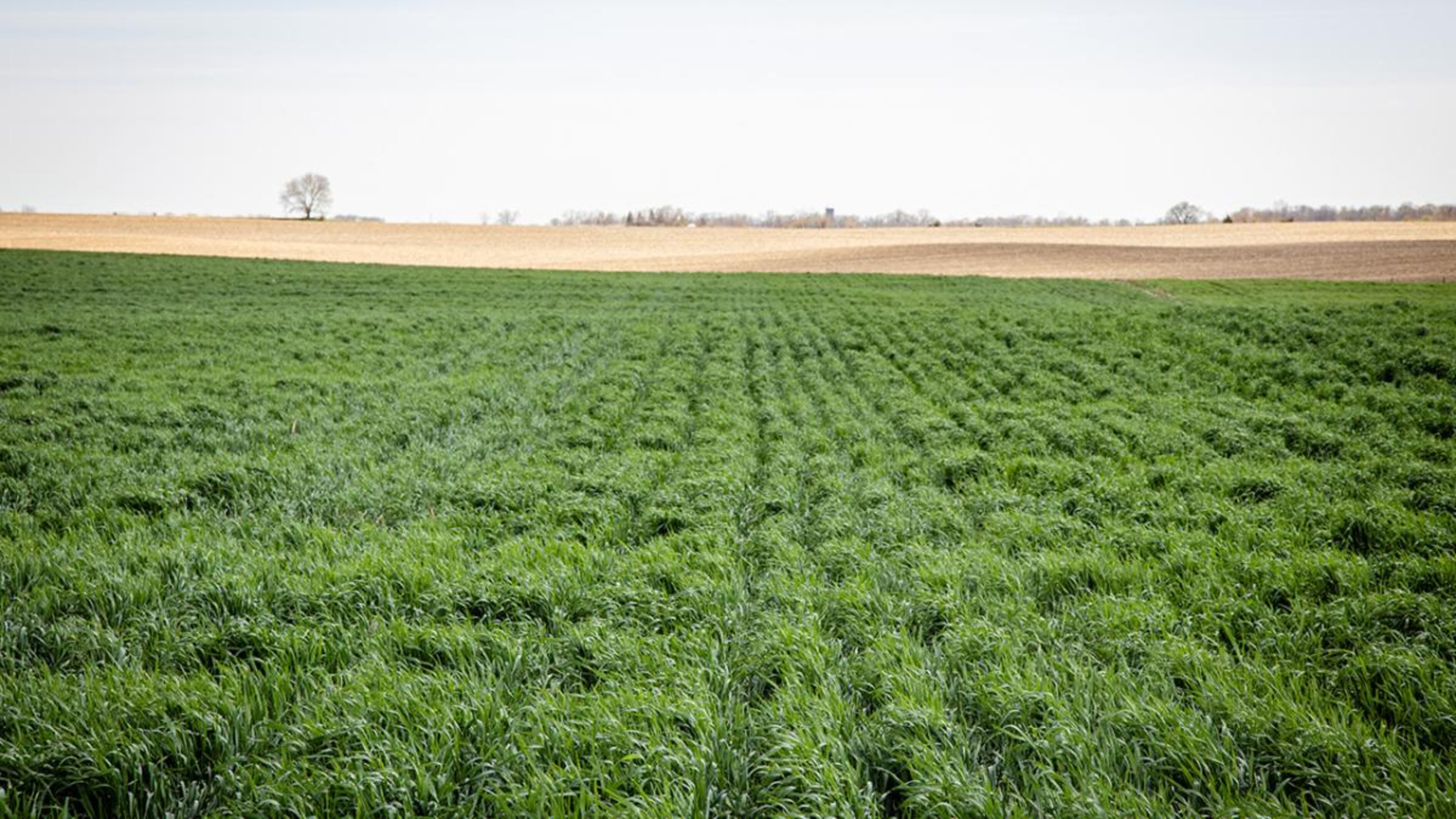 Cover Crop Utilization, Implications for Cropland Lease Arrangements in ...