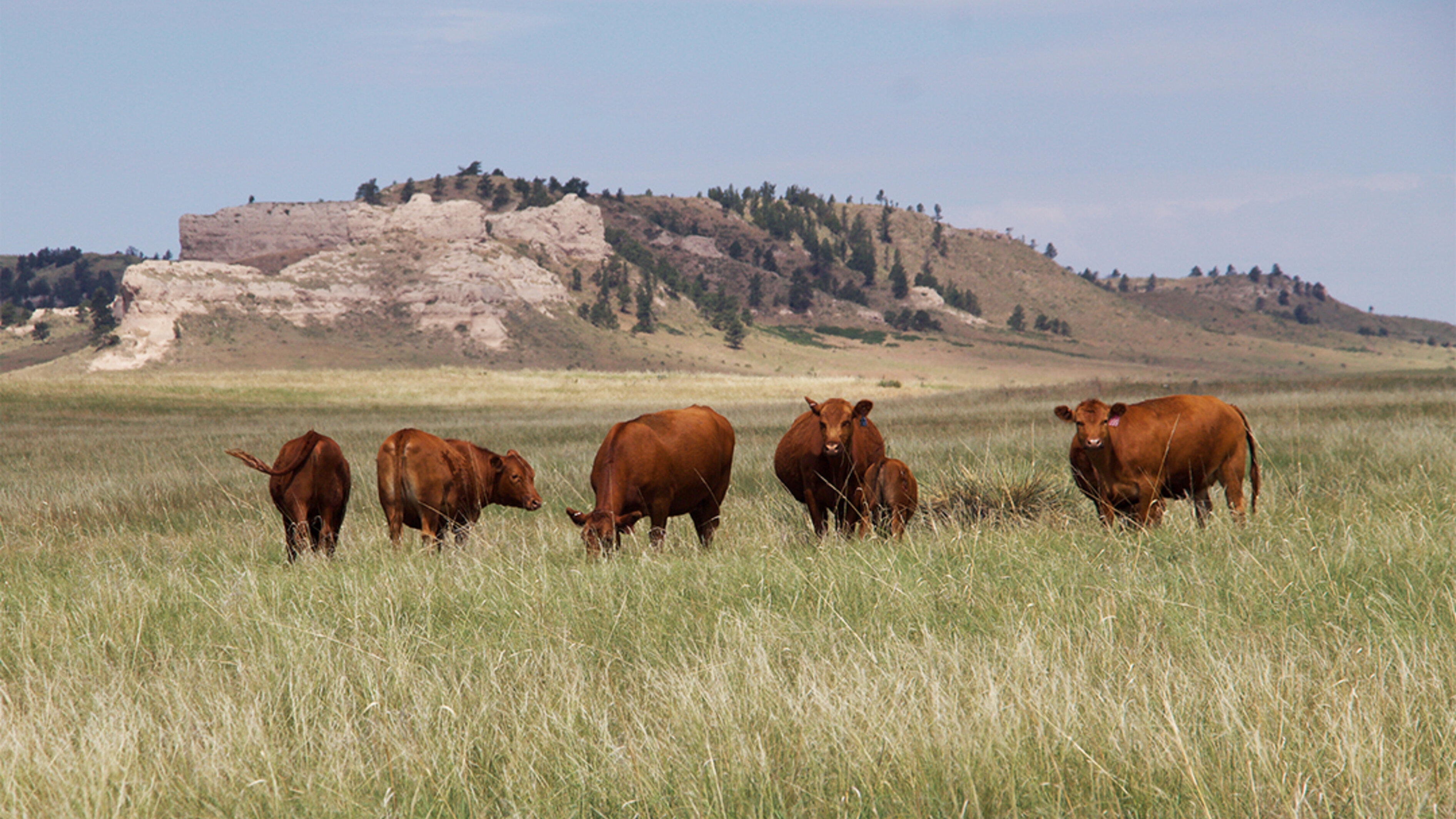 Pasture Lease Workshop Scheduled in Rushville | CropWatch | Nebraska