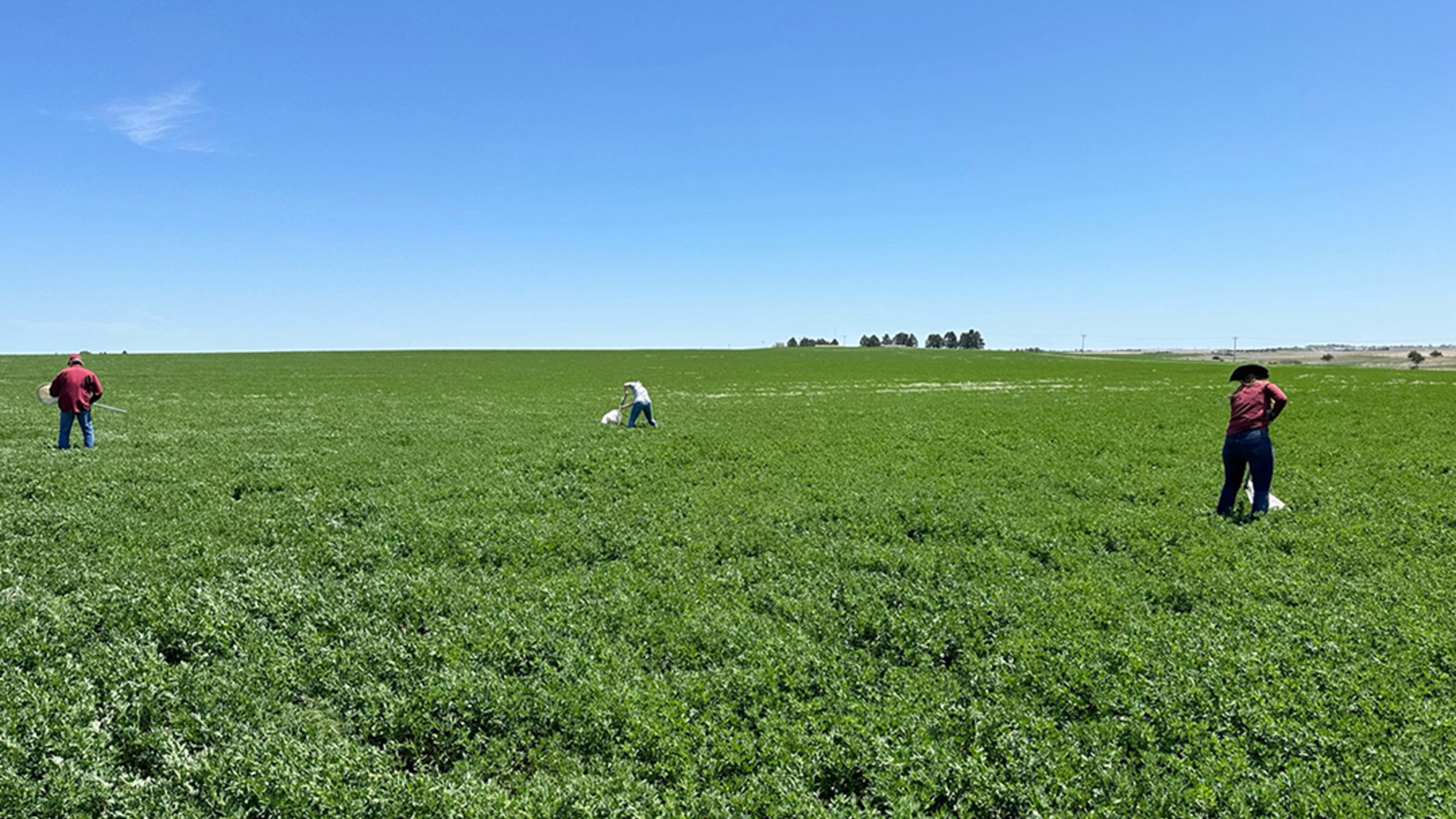 On the Lookout for Alfalfa Weevil Emergence and Scouting | CropWatch ...