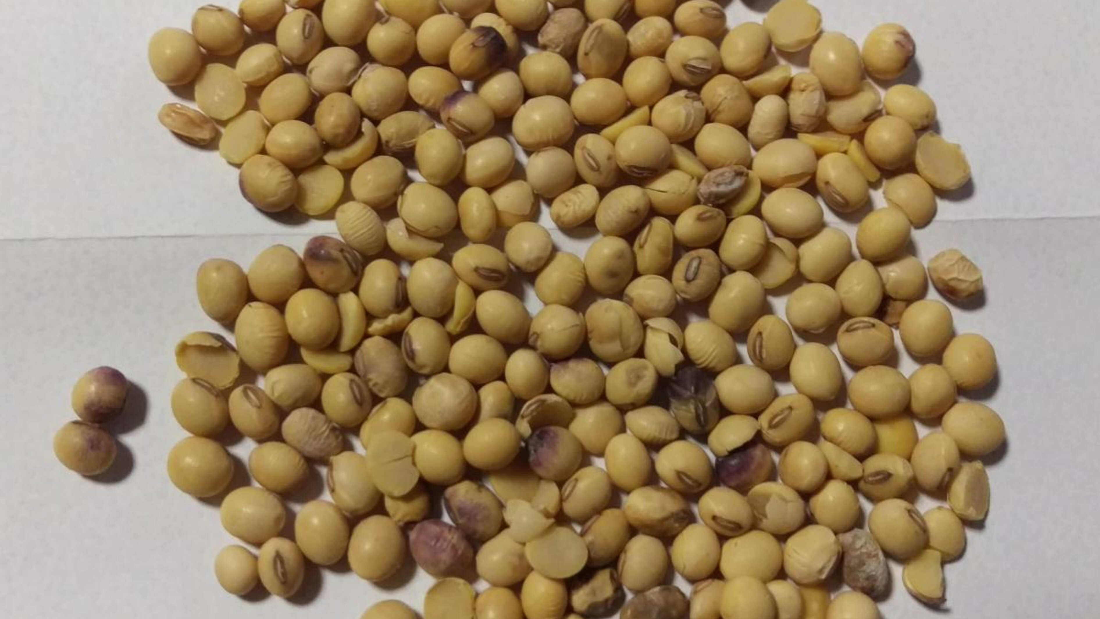 Can Damaged or Discolored Soybeans be used as Cattle Feed? | CropWatch ...