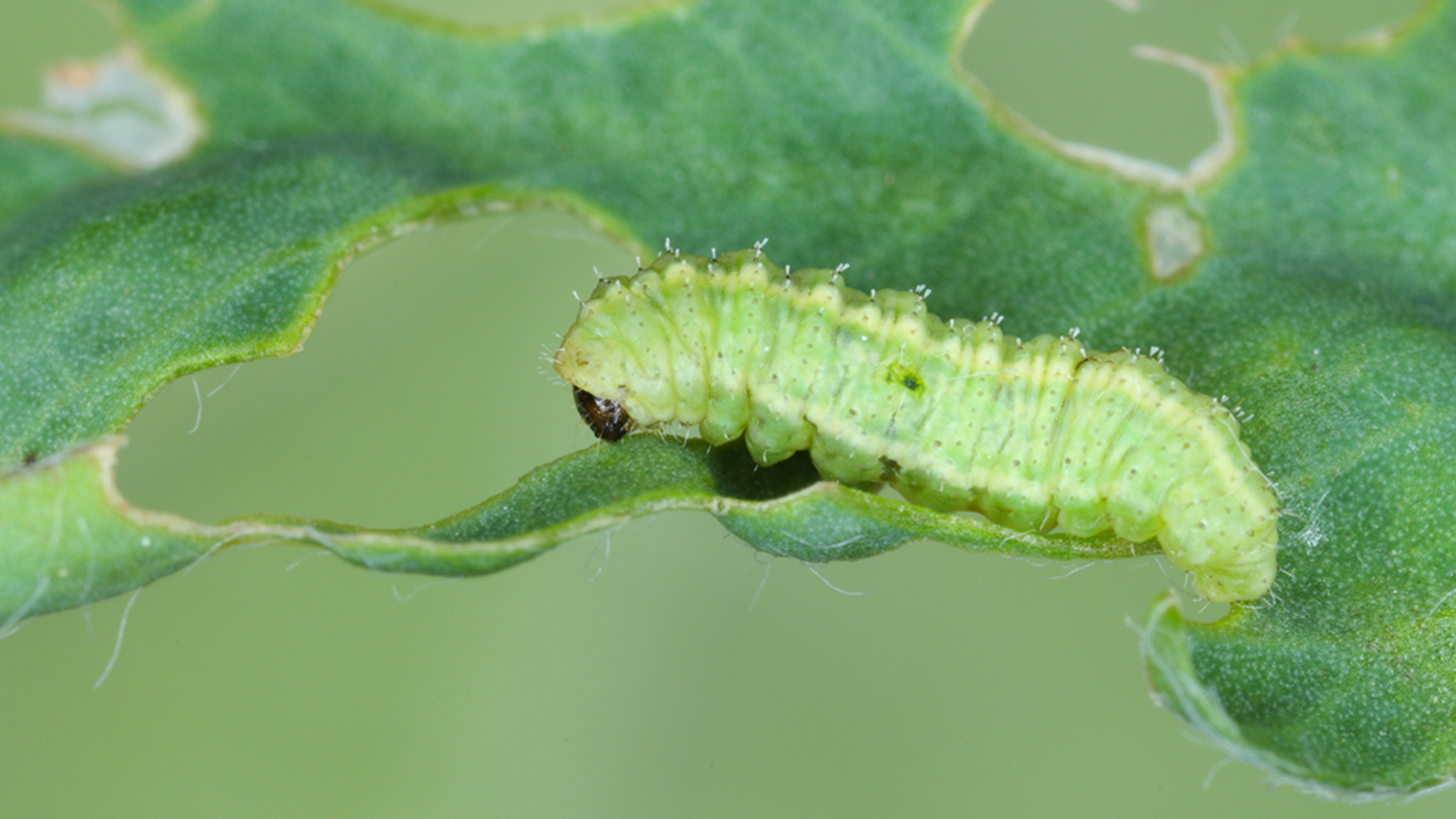 Pasture and Forage Minute: Watch for Toxic Weeds, Insect Pressure in ...