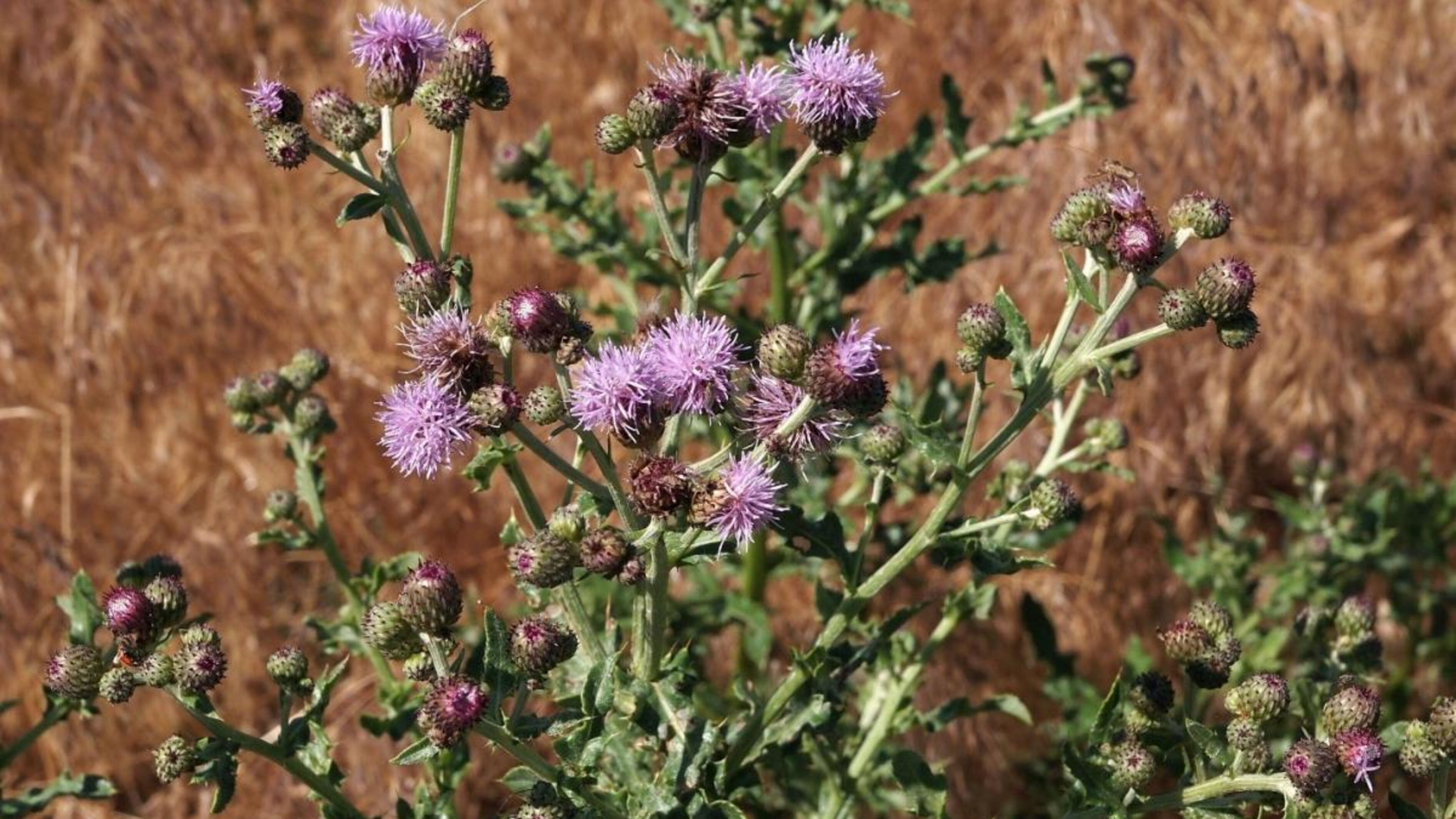 Nebraska Invasive Weed: Canada Thistle | CropWatch | Nebraska