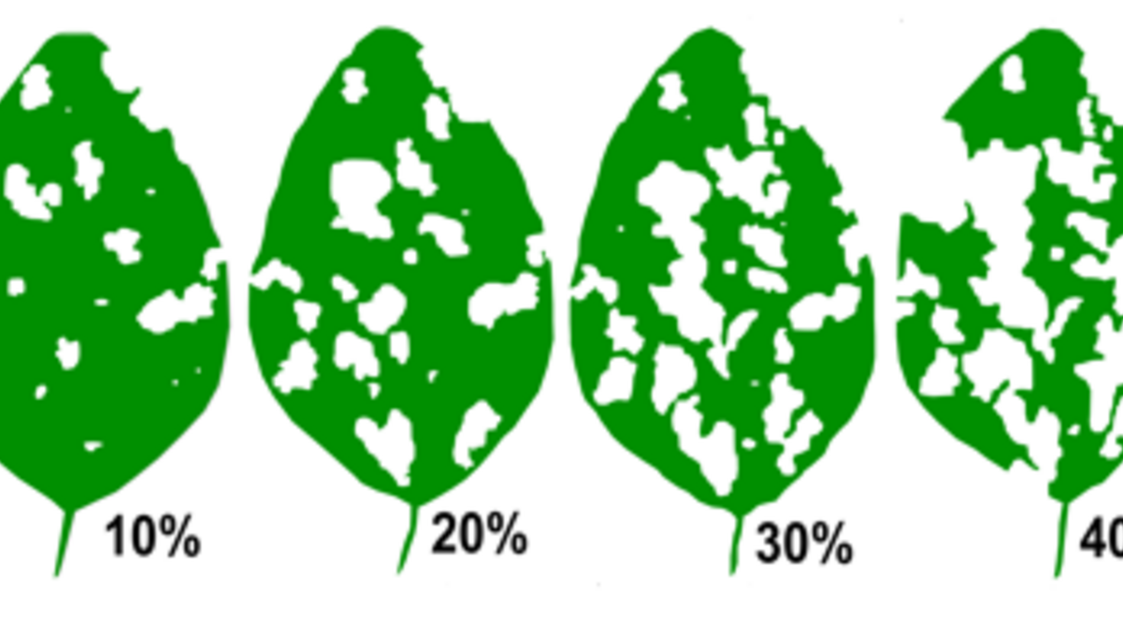 Soybean Defoliation Worksheet | CropWatch | Nebraska