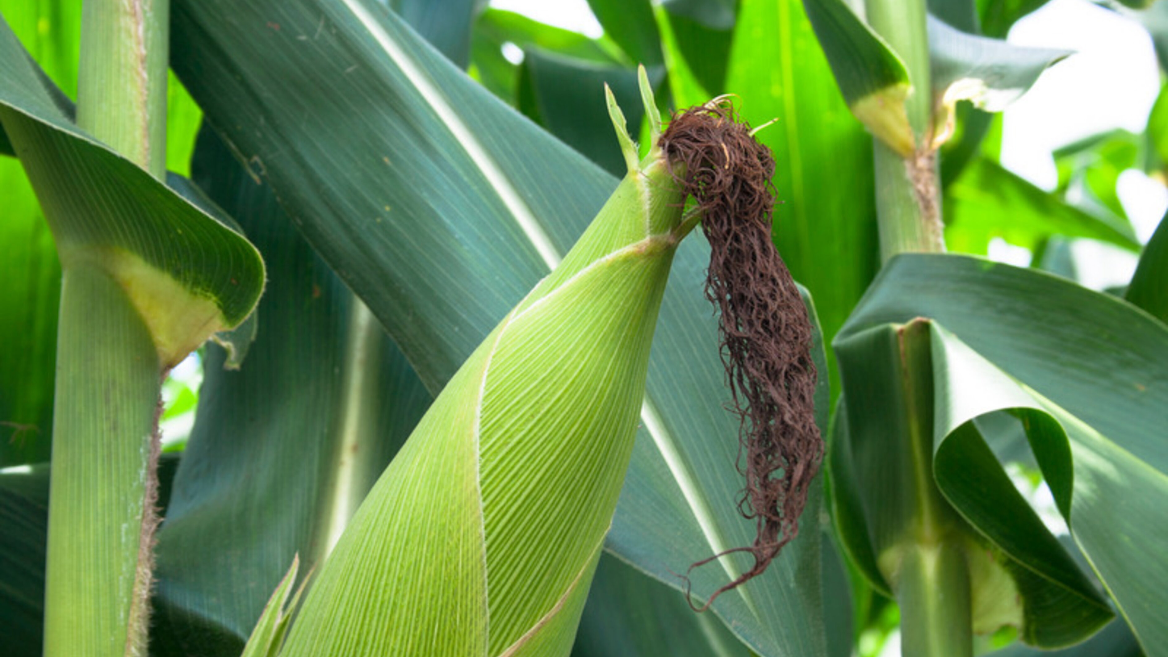 Crop Progress: Nebraska Corn, Soybean Reach Final Maturity Stage ...
